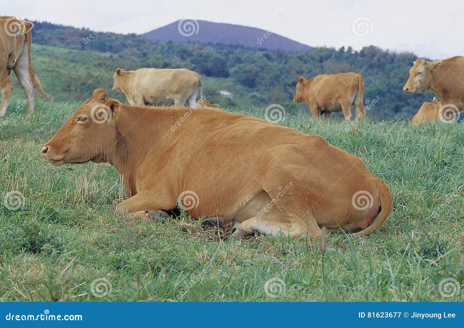 Animal stock image. Image of stuffing, zoology, field - 81623677