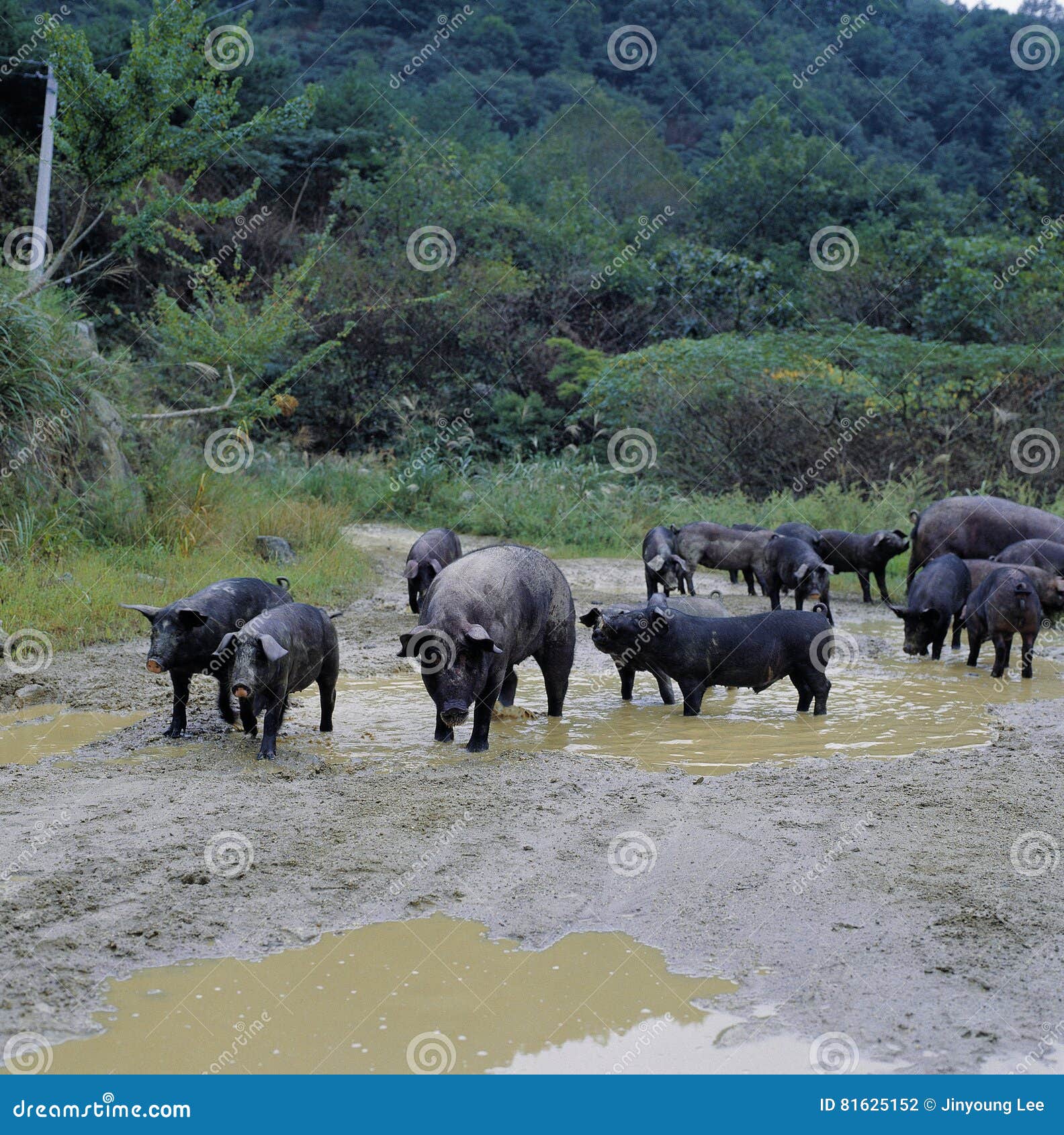 Animal stock photo. Image of animals, zoology, large - 81625152