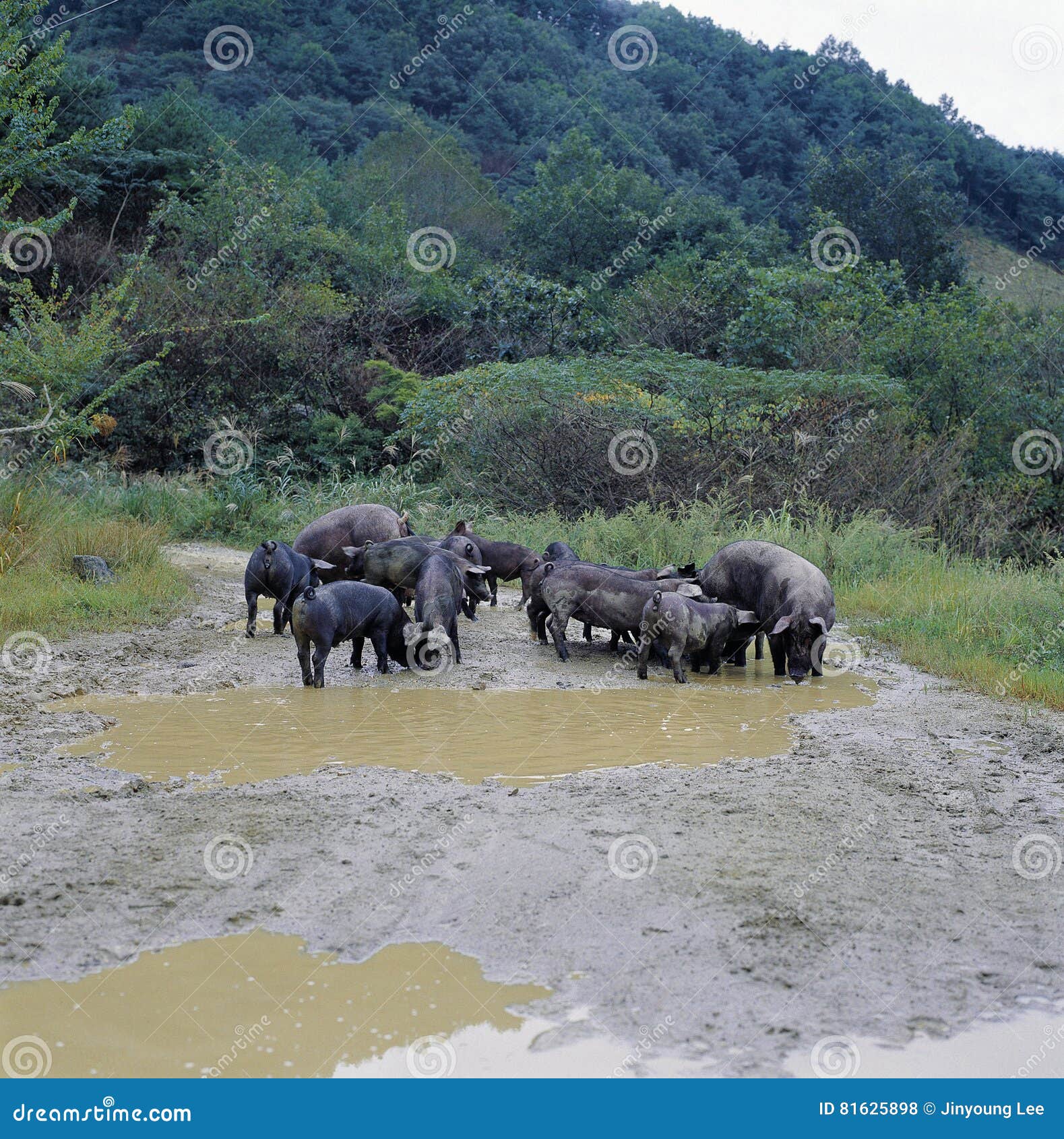 Animal stock photo. Image of zoology, small, working - 81625898