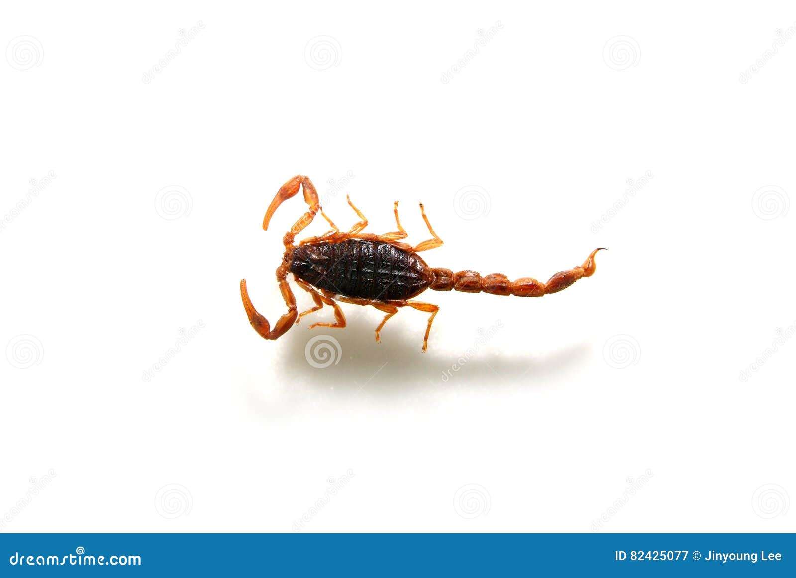 Scorpion Swarm Stock Photos - Free & Royalty-Free Stock Photos from ...