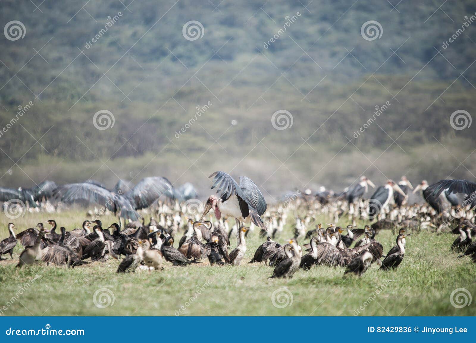 Animal stock photo. Image of pigeon, working, zoology - 82429836