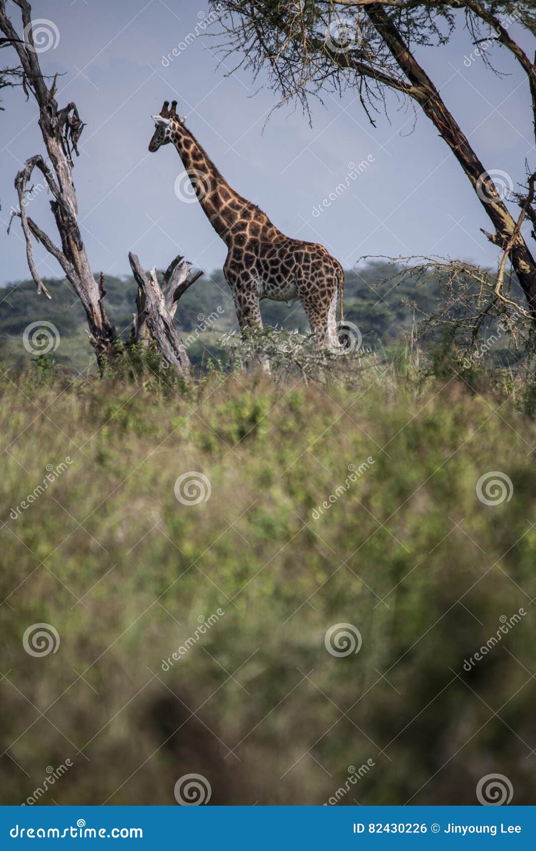 Animal stock photo. Image of area, field, nature, working - 82430226