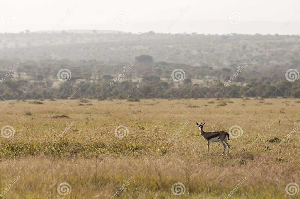 Animal stock photo. Image of springbok, paddock, zoology - 82430310