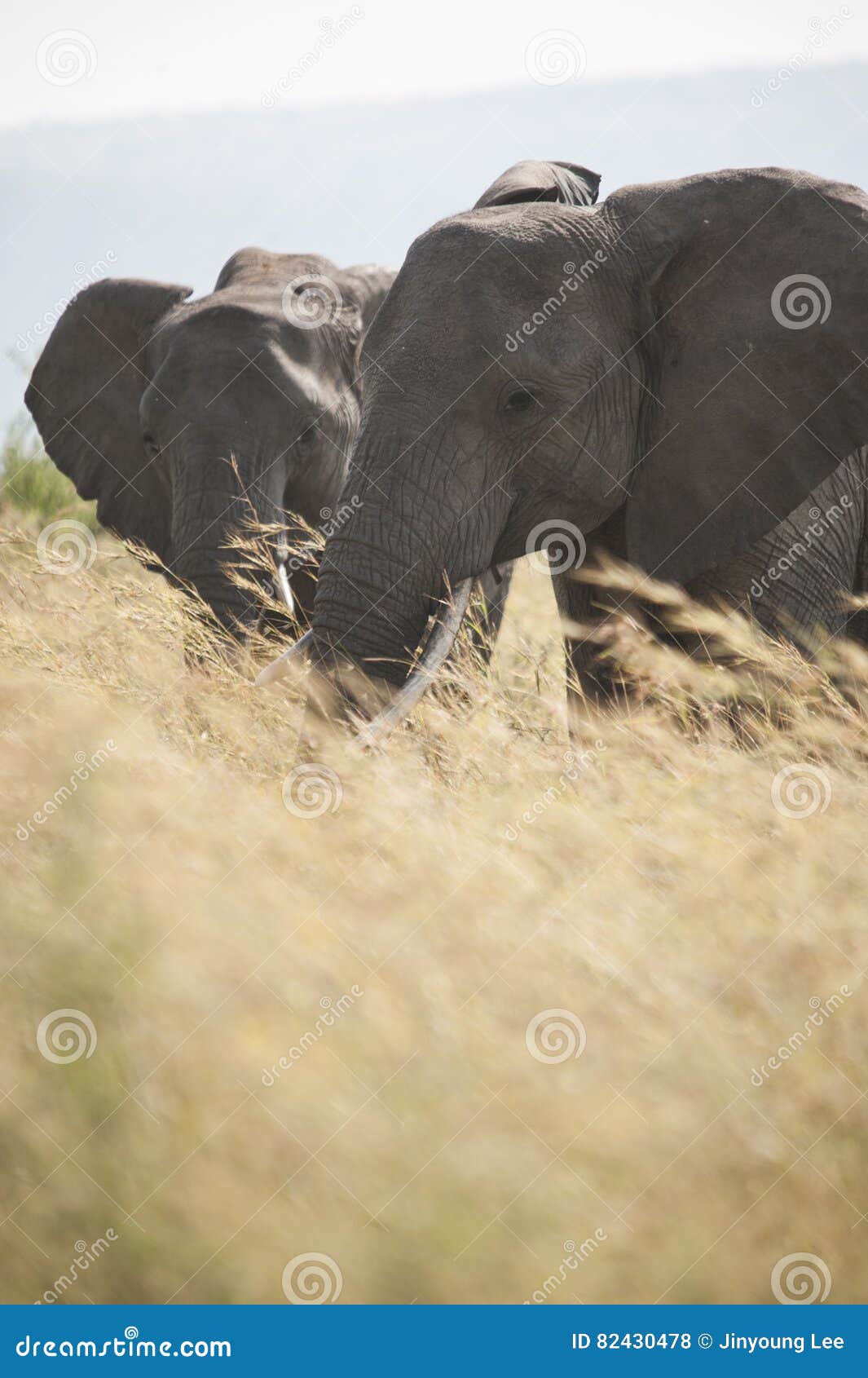 Animal stock photo. Image of nature, area, field, grass - 82430478