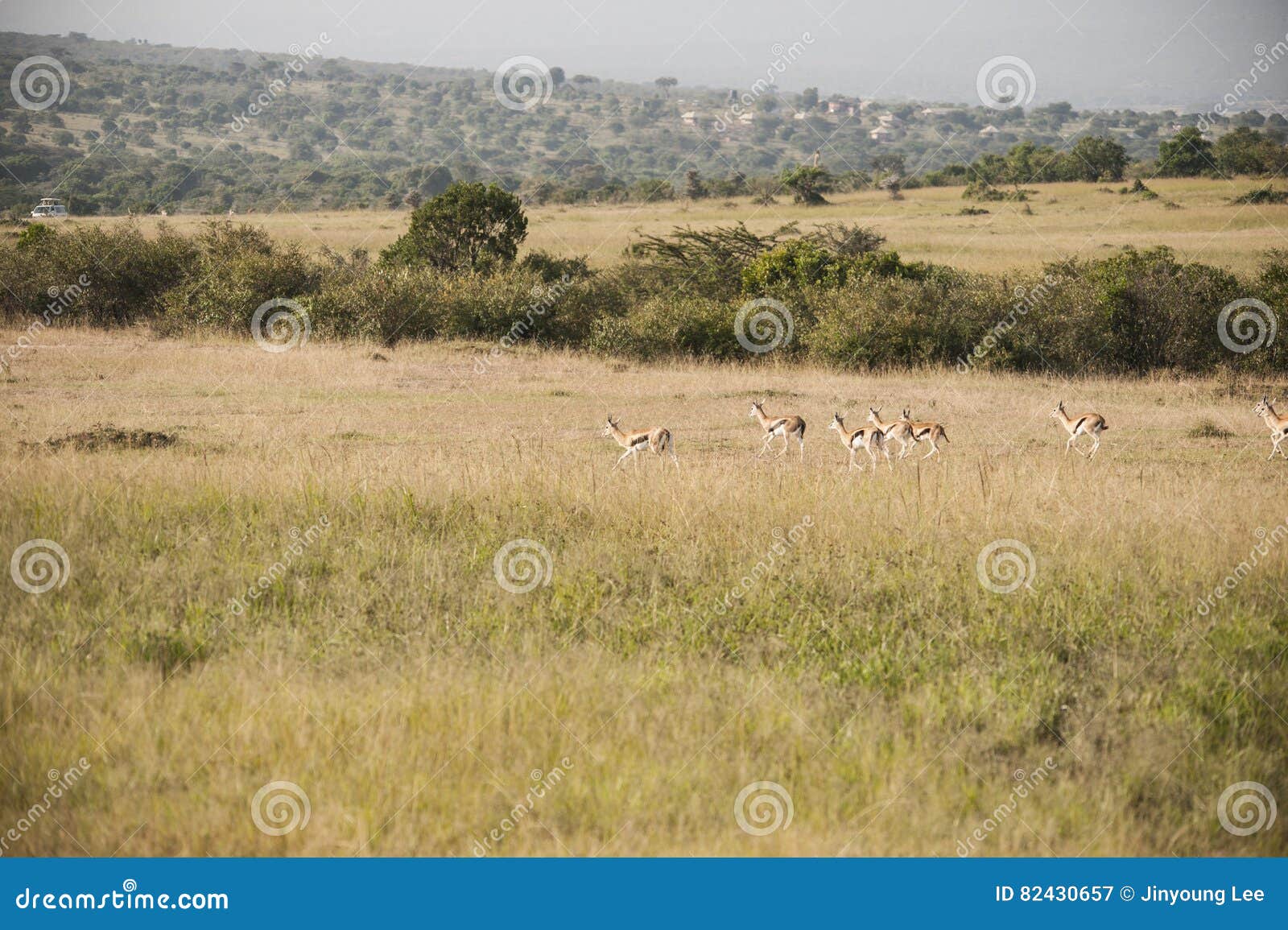 Animal stock image. Image of mammal, working, moose, nature - 82430657