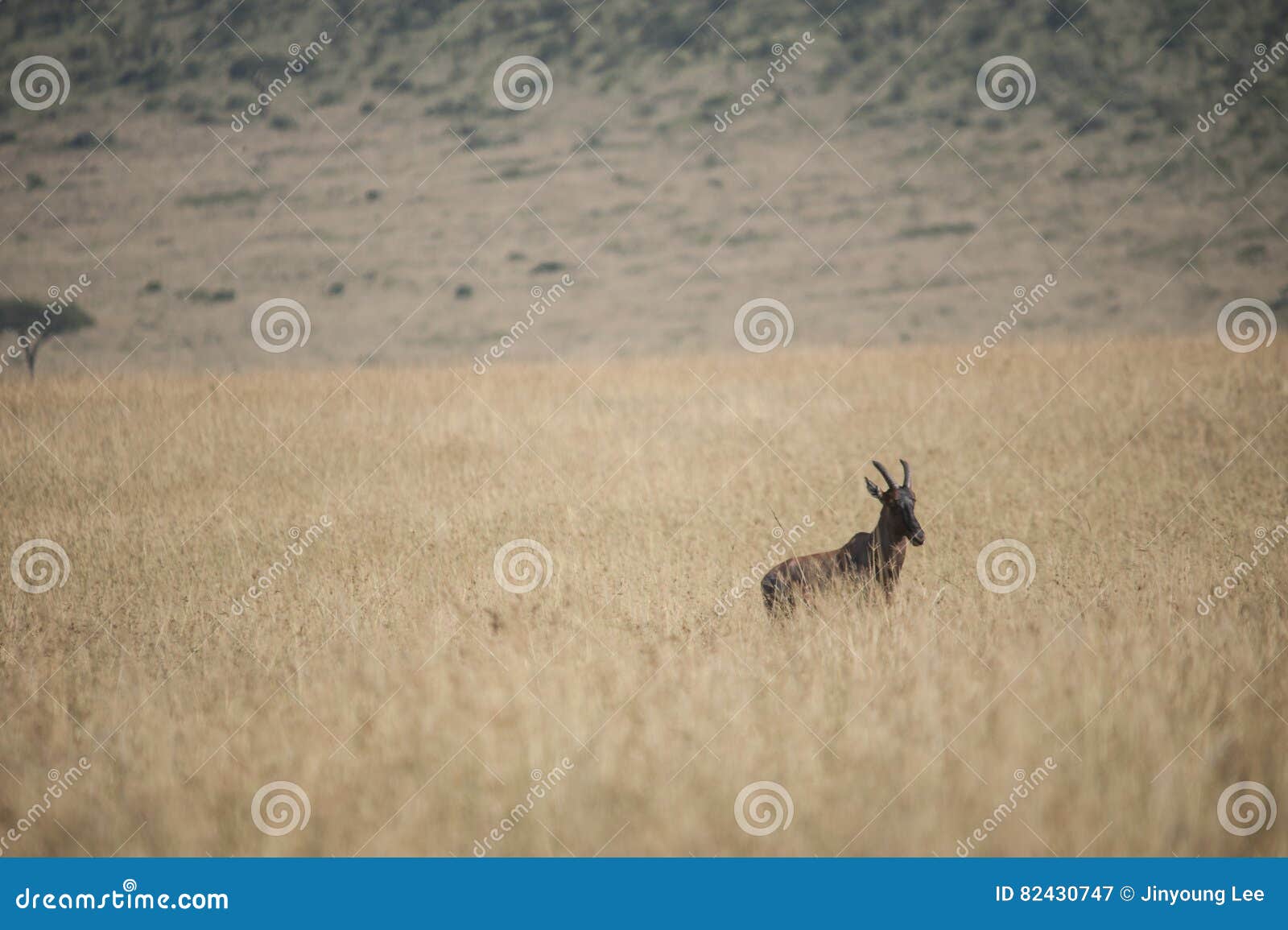 Animal stock image. Image of field, wildlife, plateau - 82430747