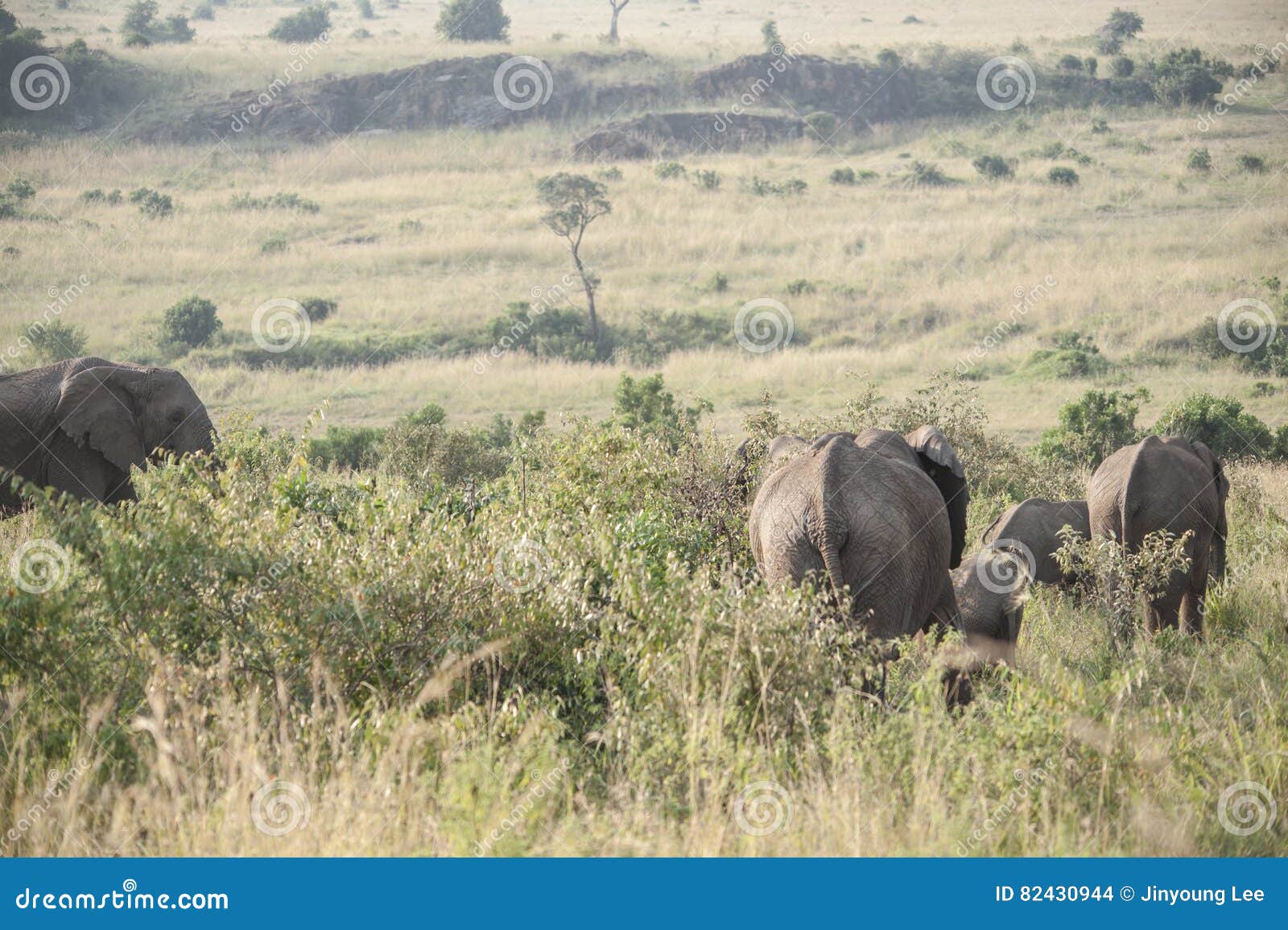 Animal stock photo. Image of mammal, herbivorous, field - 82430944