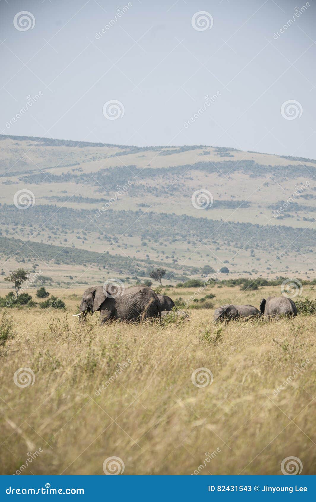 Animal stock image. Image of mammal, field, wildlife - 82431543