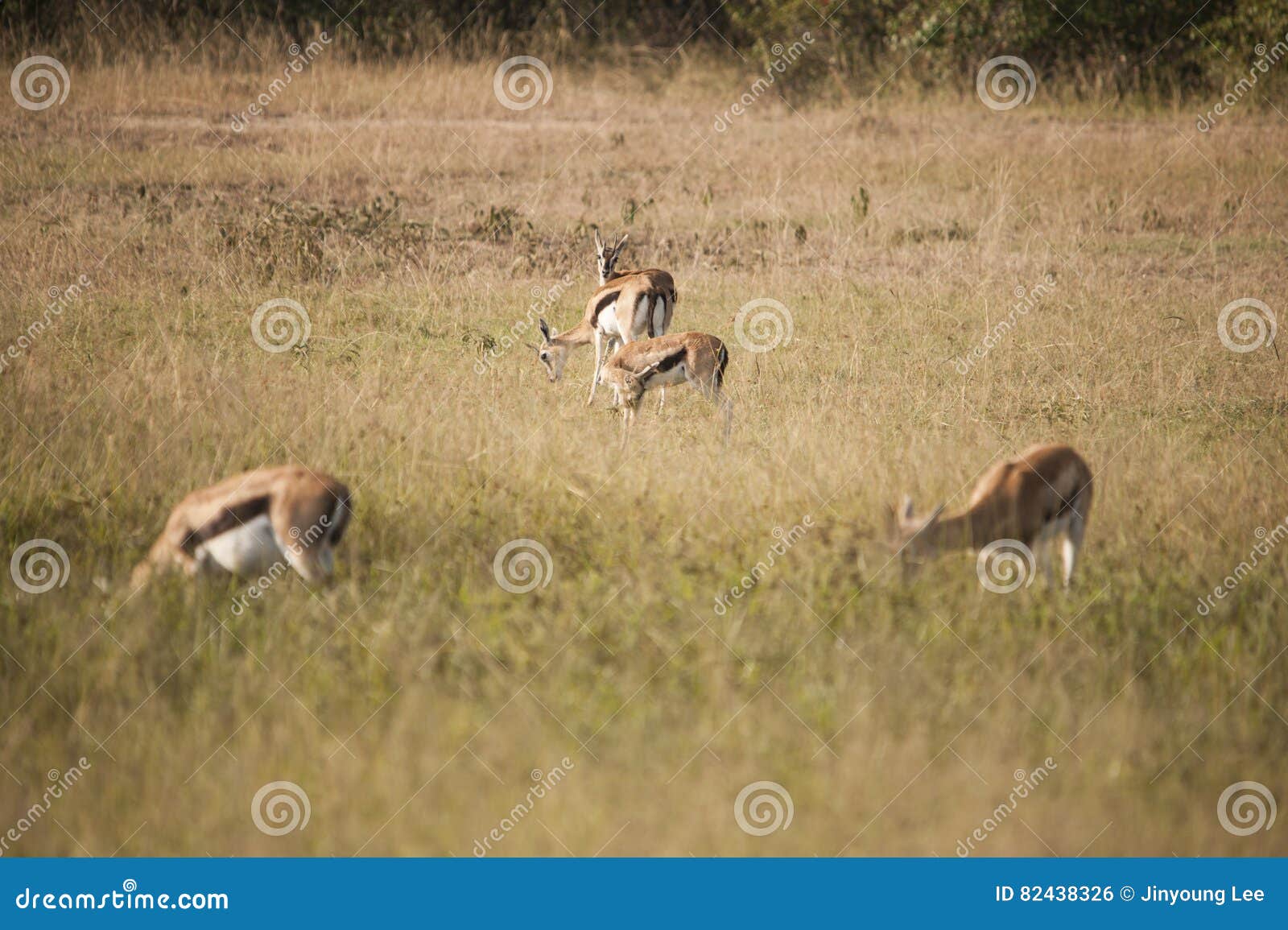 Animal stock photo. Image of moor, field, working, zoology - 82438326