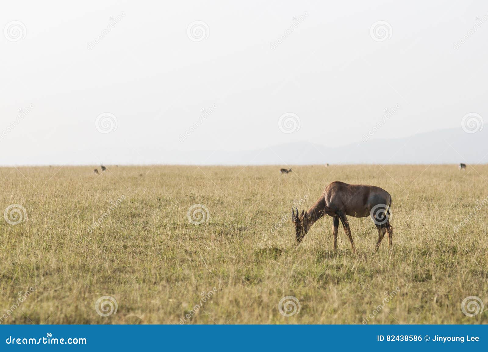 Animal stock photo. Image of field, area, nature, scenics - 82438586