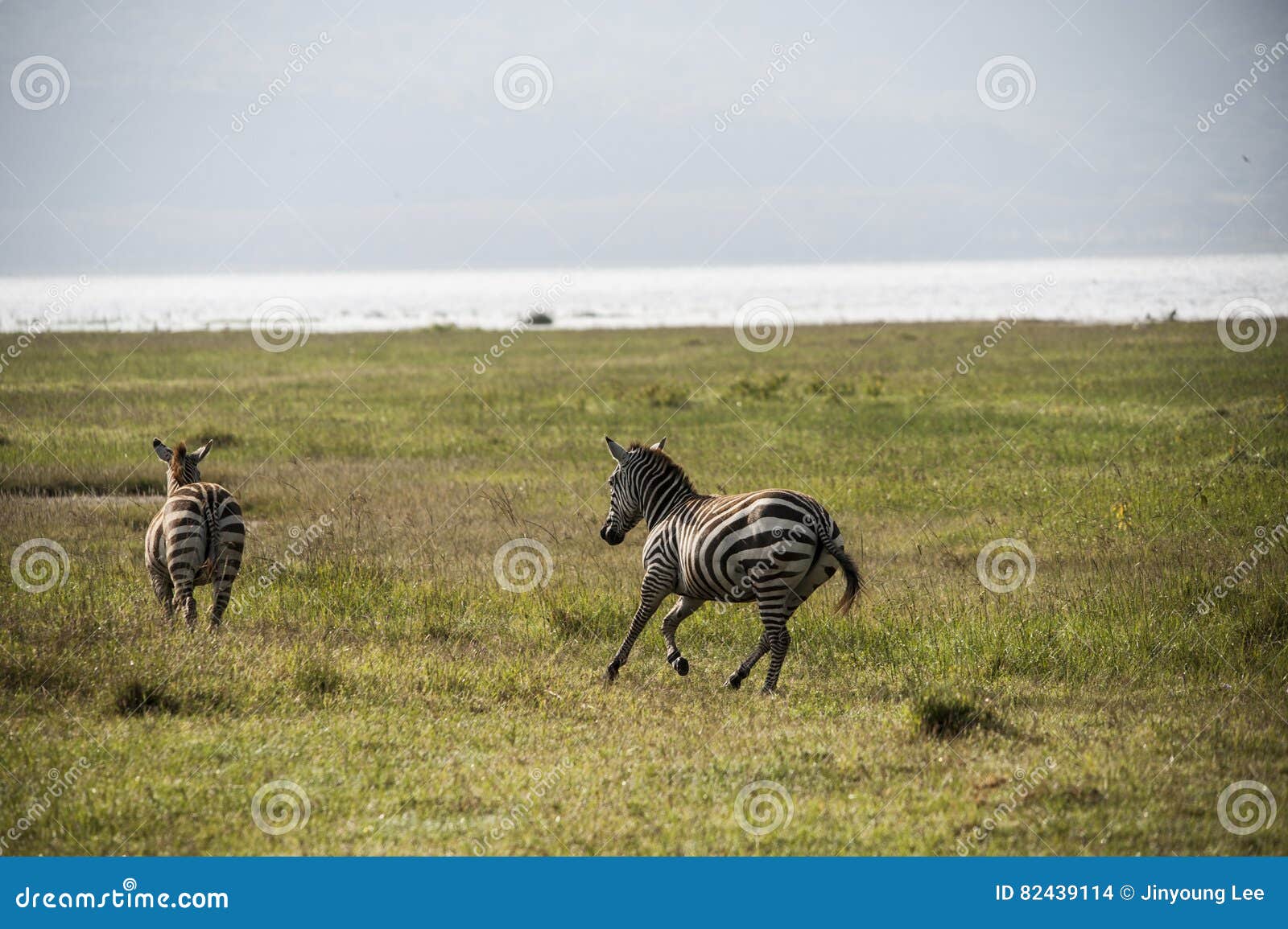Animal stock photo. Image of working, scenics, mammal - 82439114