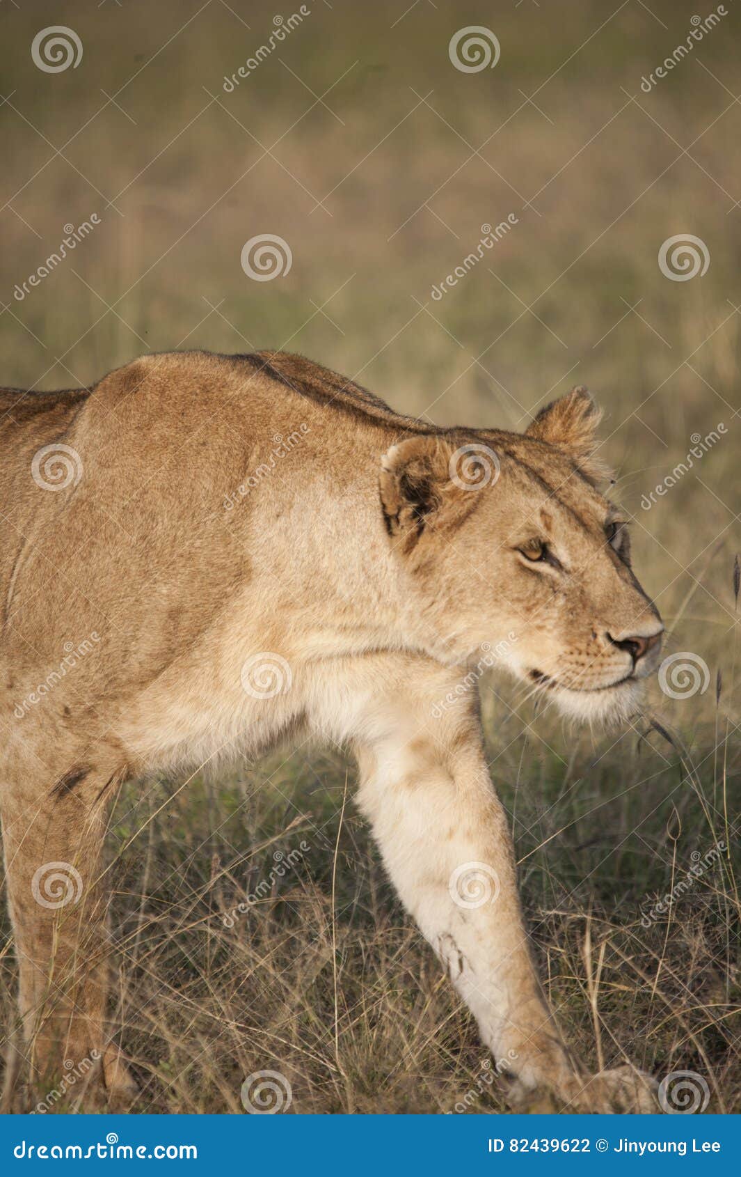 Animal stock photo. Image of field, working, paddock - 82439622