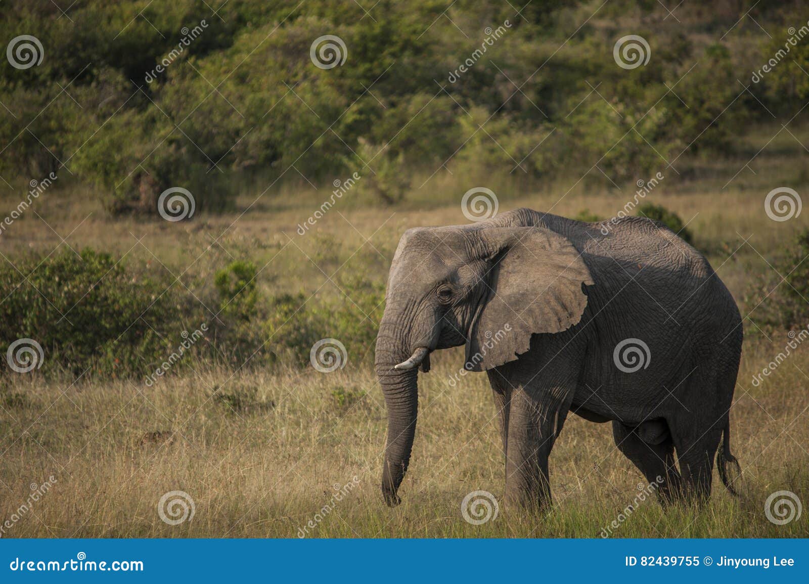 Animal stock image. Image of nature, mammal, animal, field - 82439755