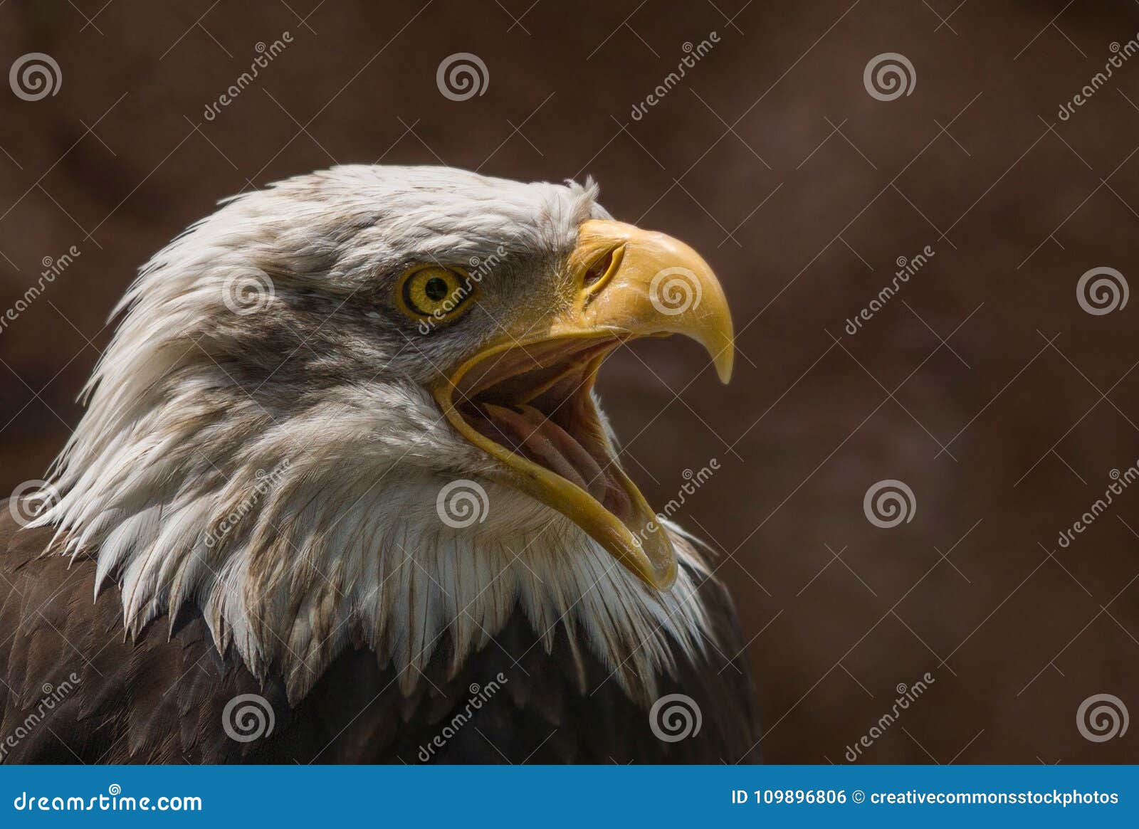 Animal, World, Avian Picture. Image: 109896806