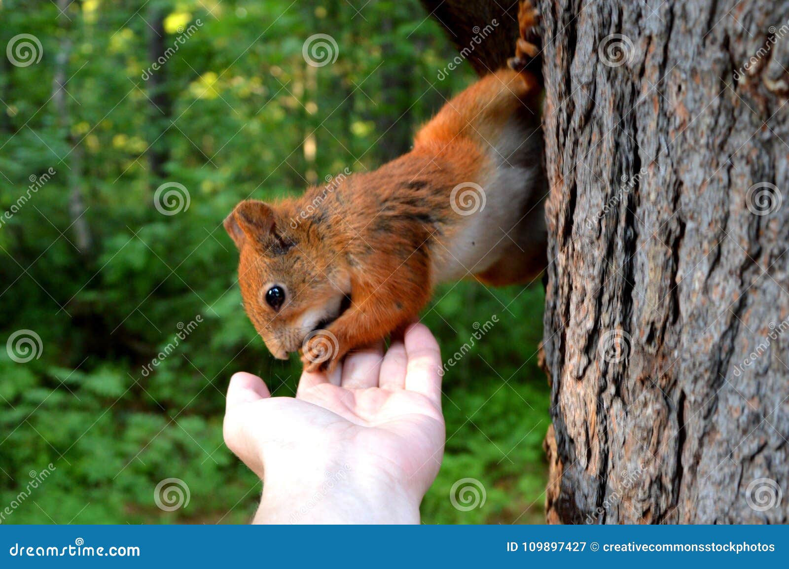 Animal, World, Bark Picture. Image: 109897427