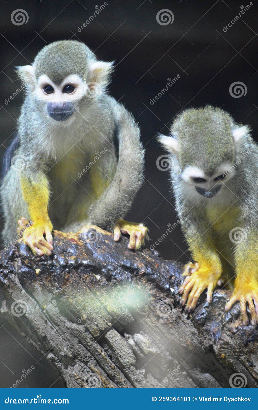 Animal world of the Earth stock image. Image of avian - 259364101