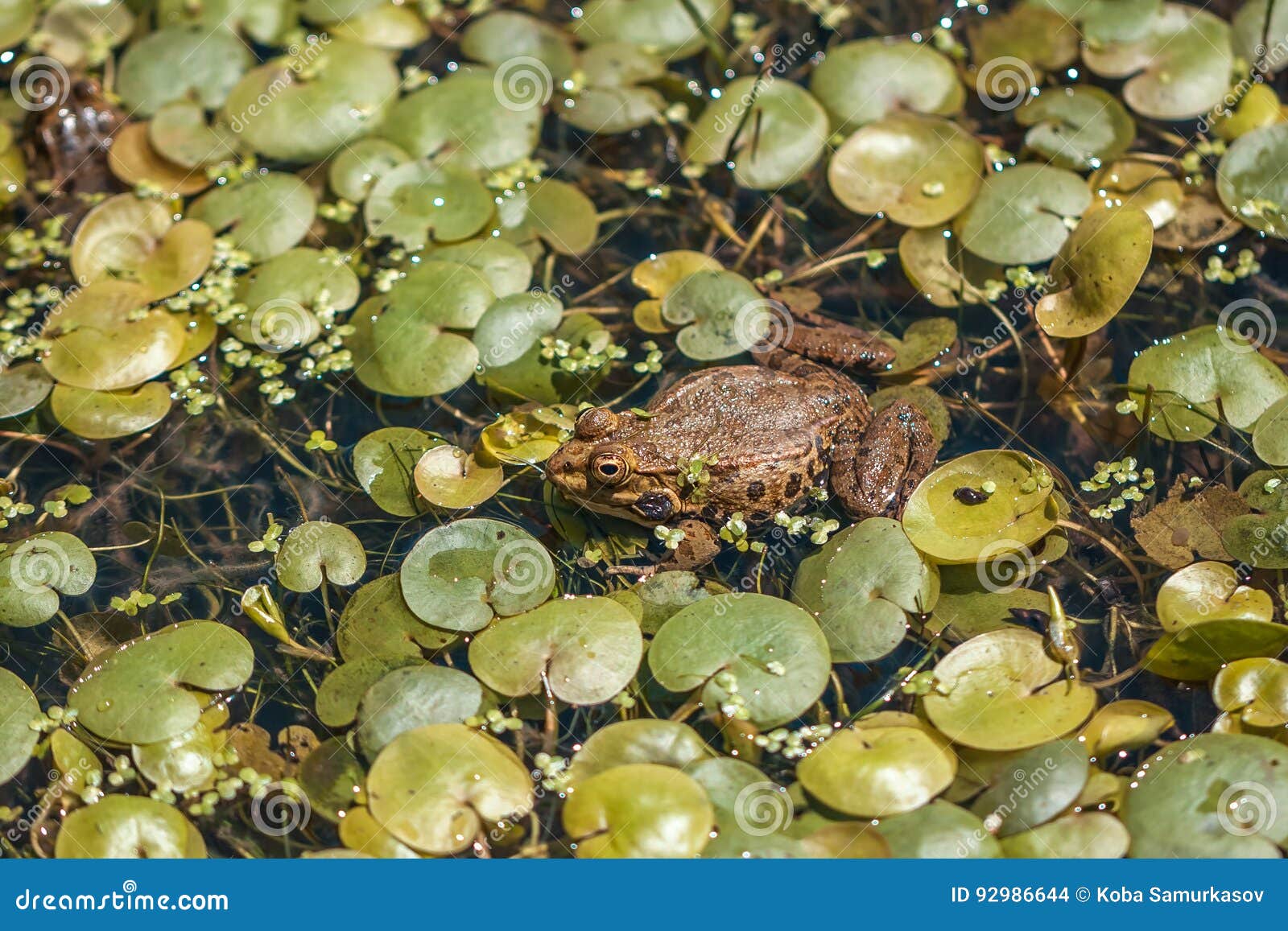 Animal World, Frog in Swamp, Looking Around Stock Photo - Image of ...