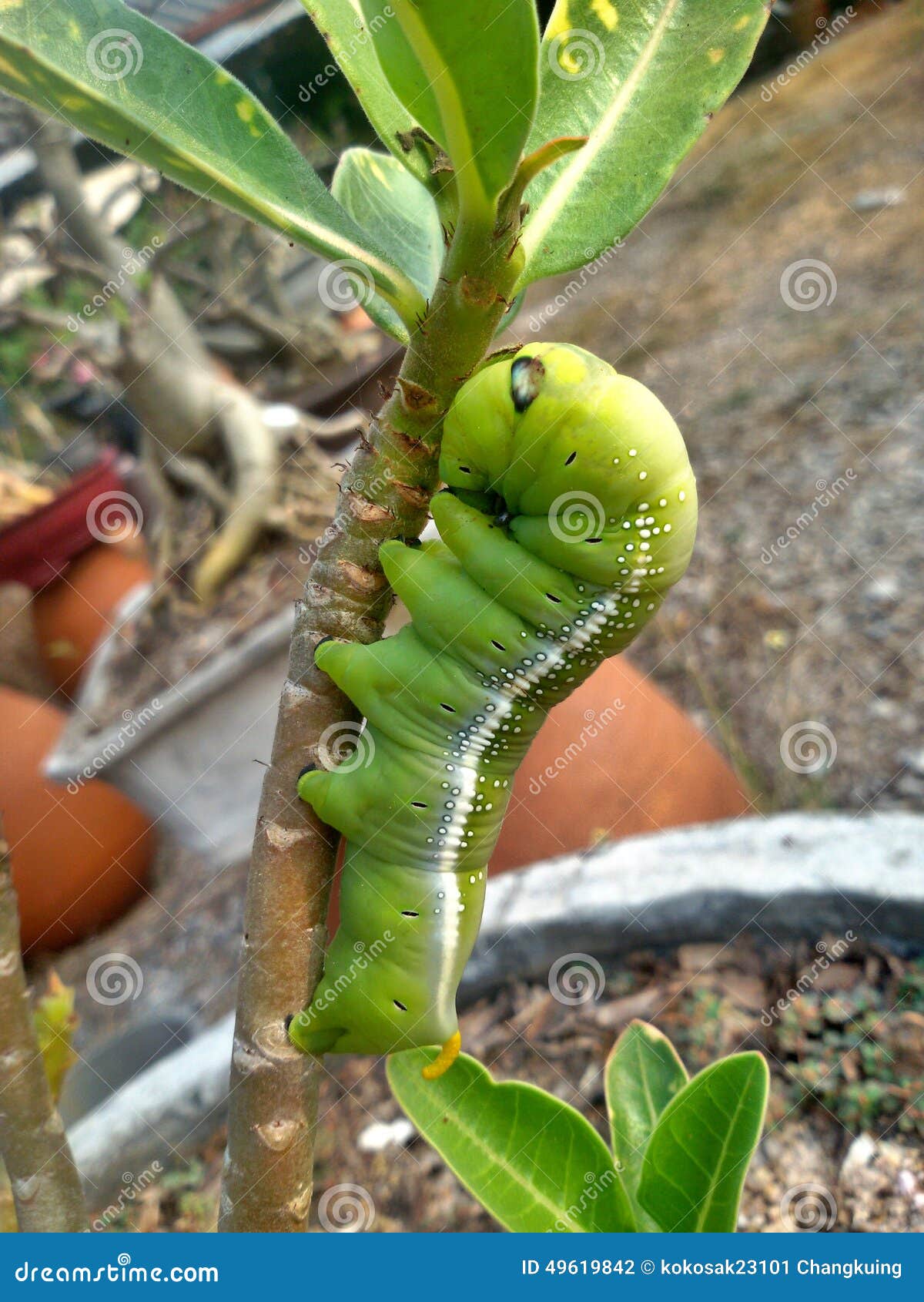 Animal stock photo. Image of caterpillar, animal, bigworm - 49619842