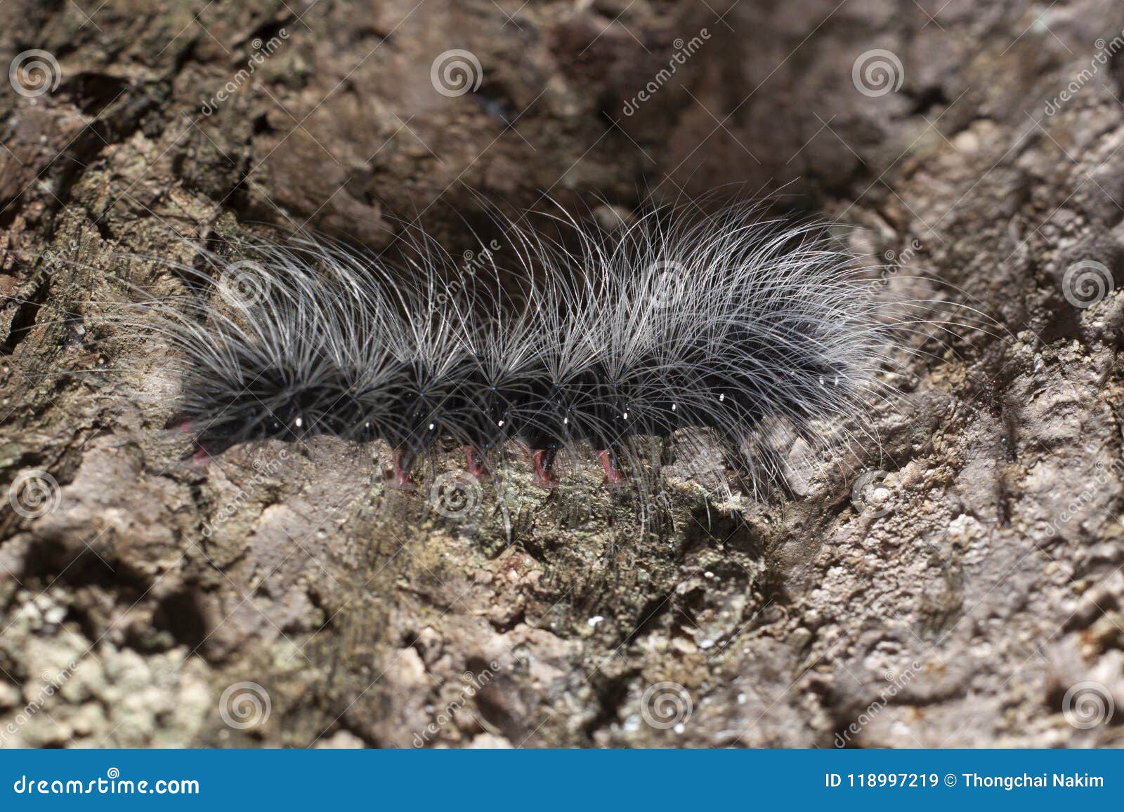 Animal Worm on the tree. stock image. Image of outdoors - 118997219