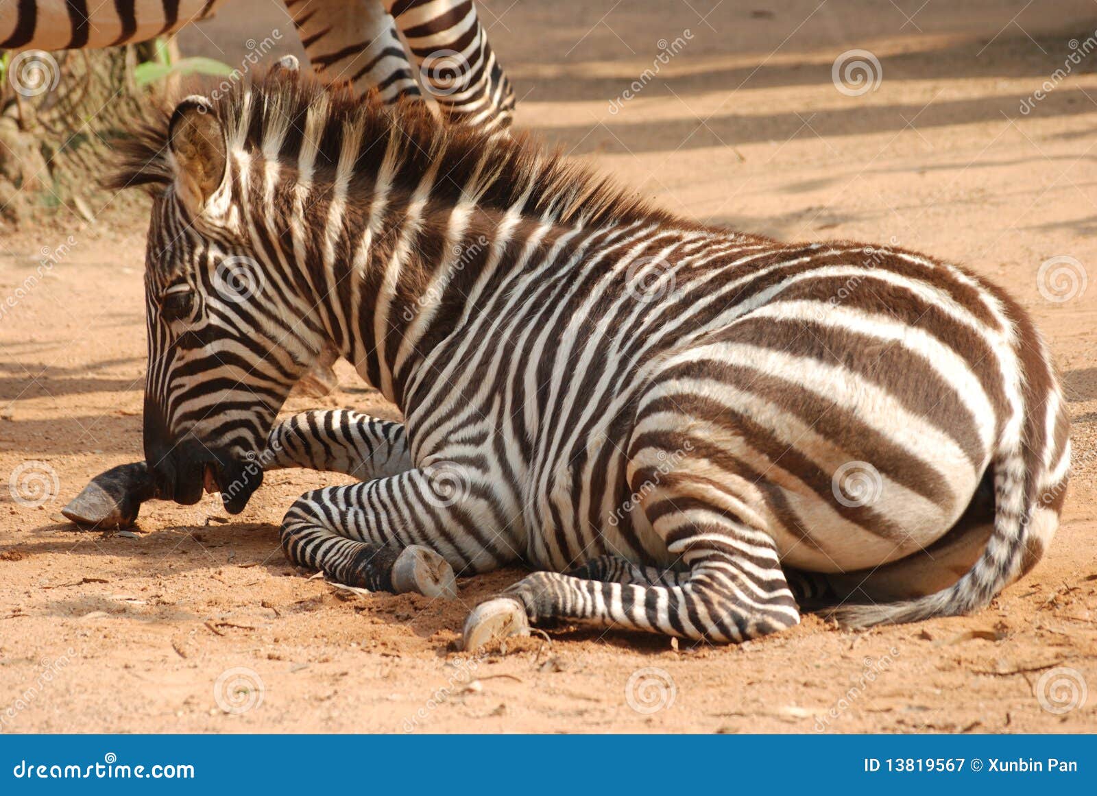 Animal zebra stock image. Image of line, macro, close - 13819567