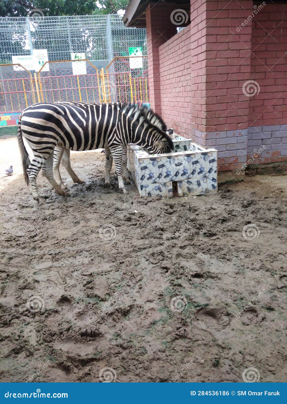 Animal - when the Zebra Eats at the Zoo Stock Photo - Image of zebra ...