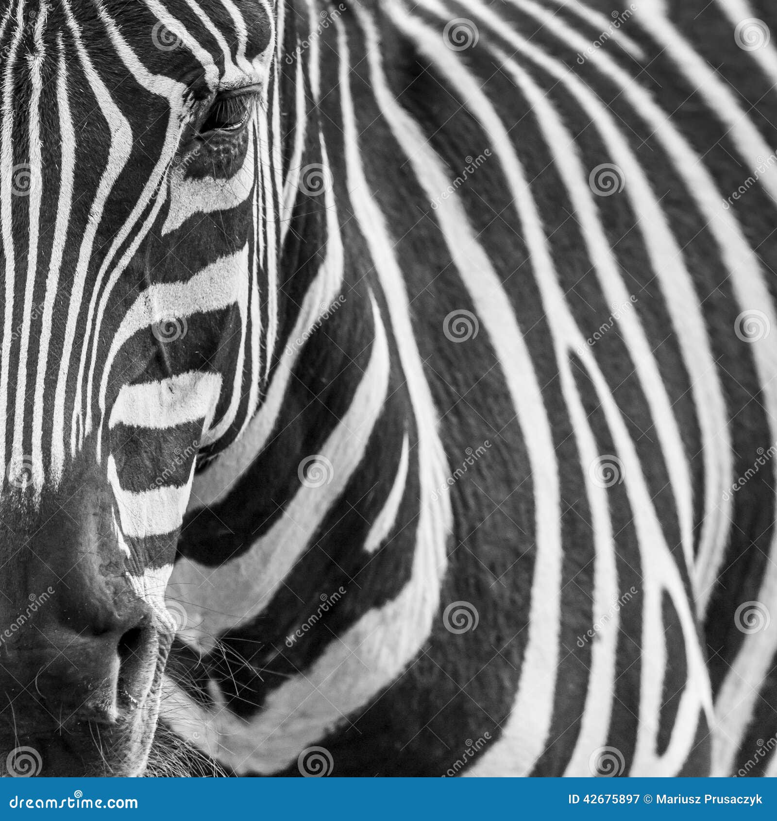 Zebre Stock Image | CartoonDealer.com #88647205