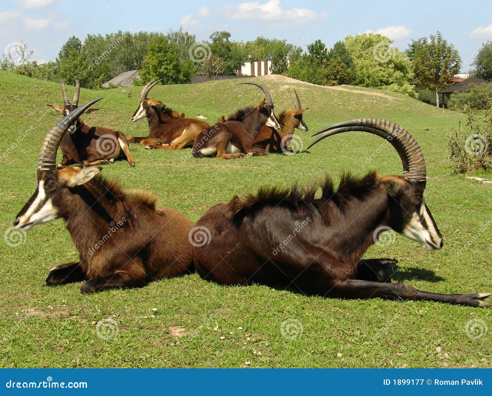 Animal from Zoo on Green Grass Stock Image - Image of nice, horns: 1899177