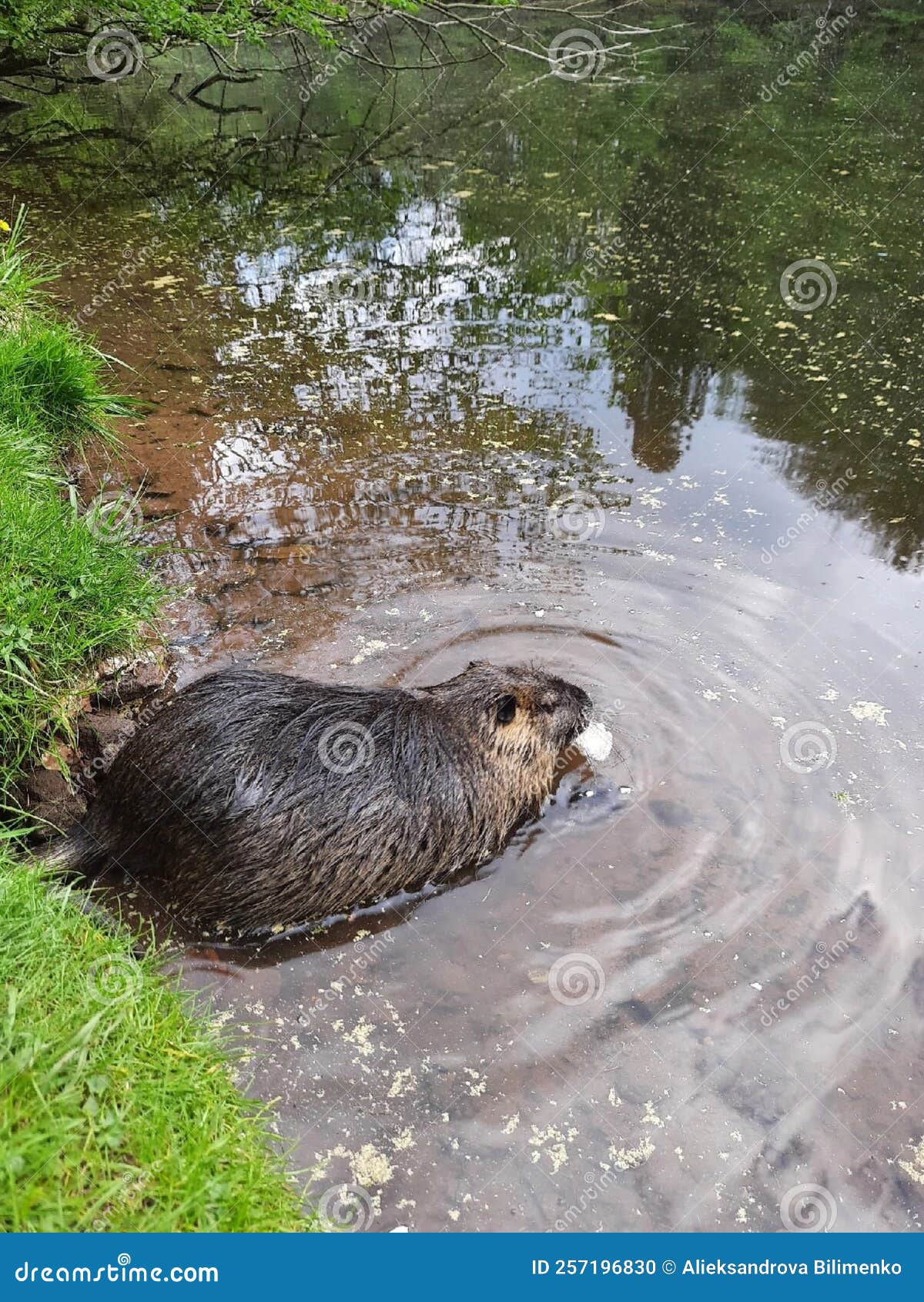 Animal Zoo River Wildlife stock photo. Image of bird - 257196830