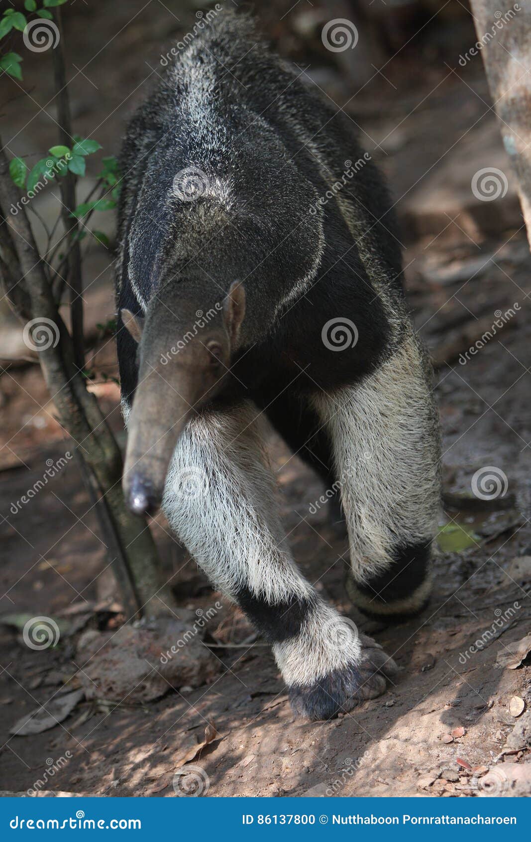 Animal stock photo. Image of national, thailand, tiger - 86137800