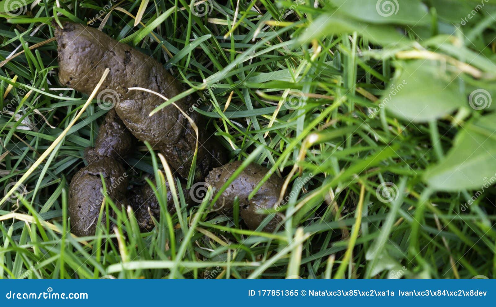 Animale Caca Dans L'herbe Verte Image stock - Image du creusé, privé ...