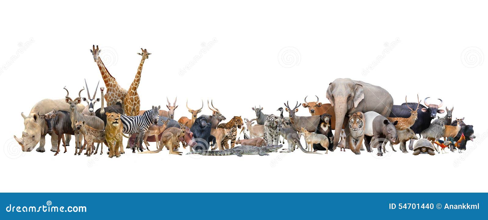 Animale del mondo fotografia stock. Immagine di puma - 54701440