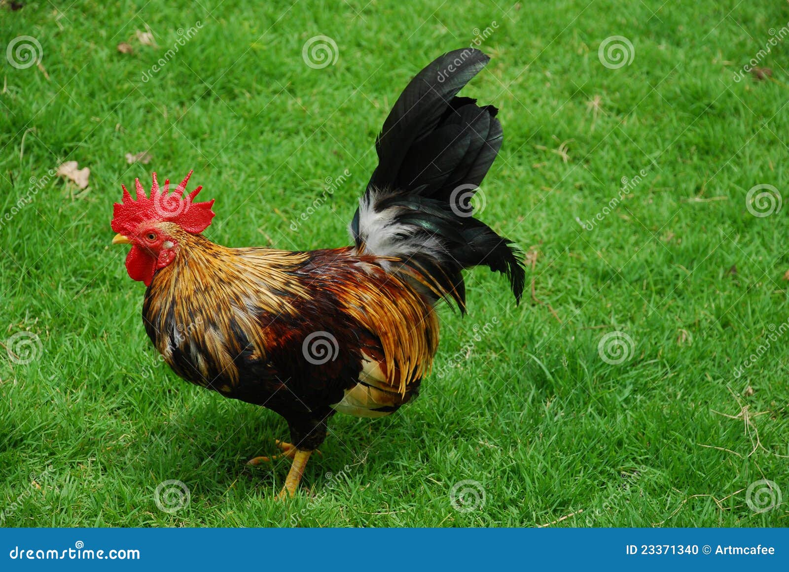 Animale del pollo fotografia stock. Immagine di podere - 23371340