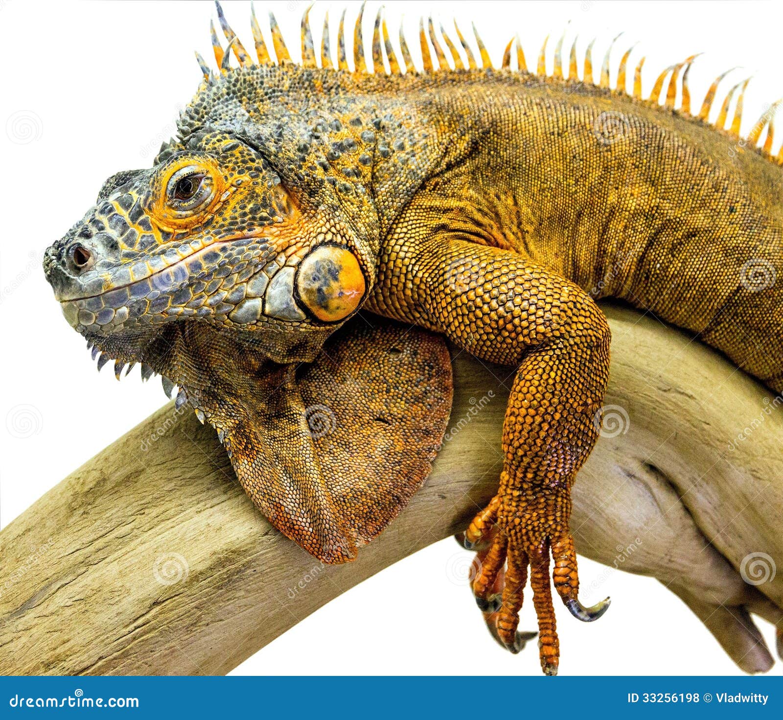 Animale Del Rettile Dell'iguana Fotografia Stock - Immagine di ...