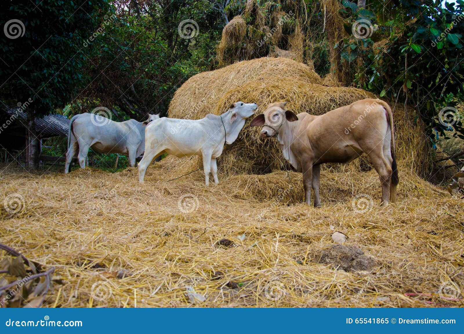 Animale Della Tribù Della Collina Della Mucca Immagine Stock - Immagine ...