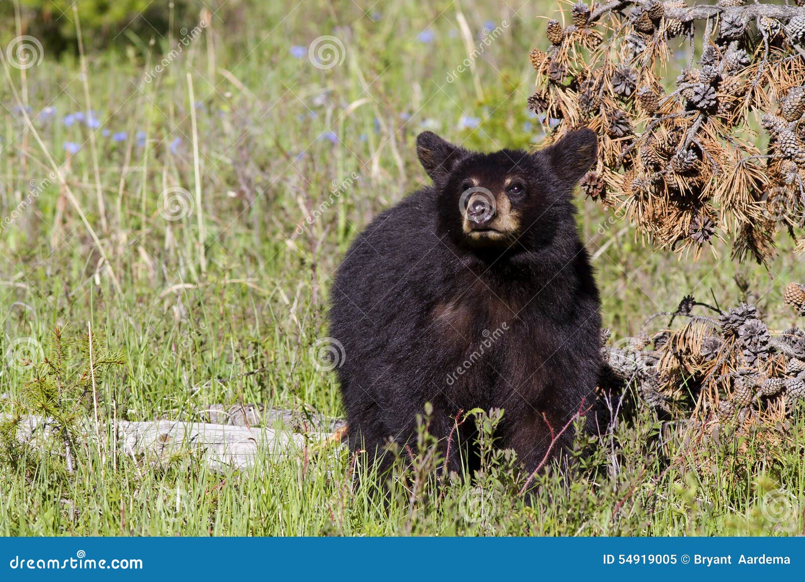 Animale Di Un Anno Dell'orso Nero Immagine Stock - Immagine di mamma ...