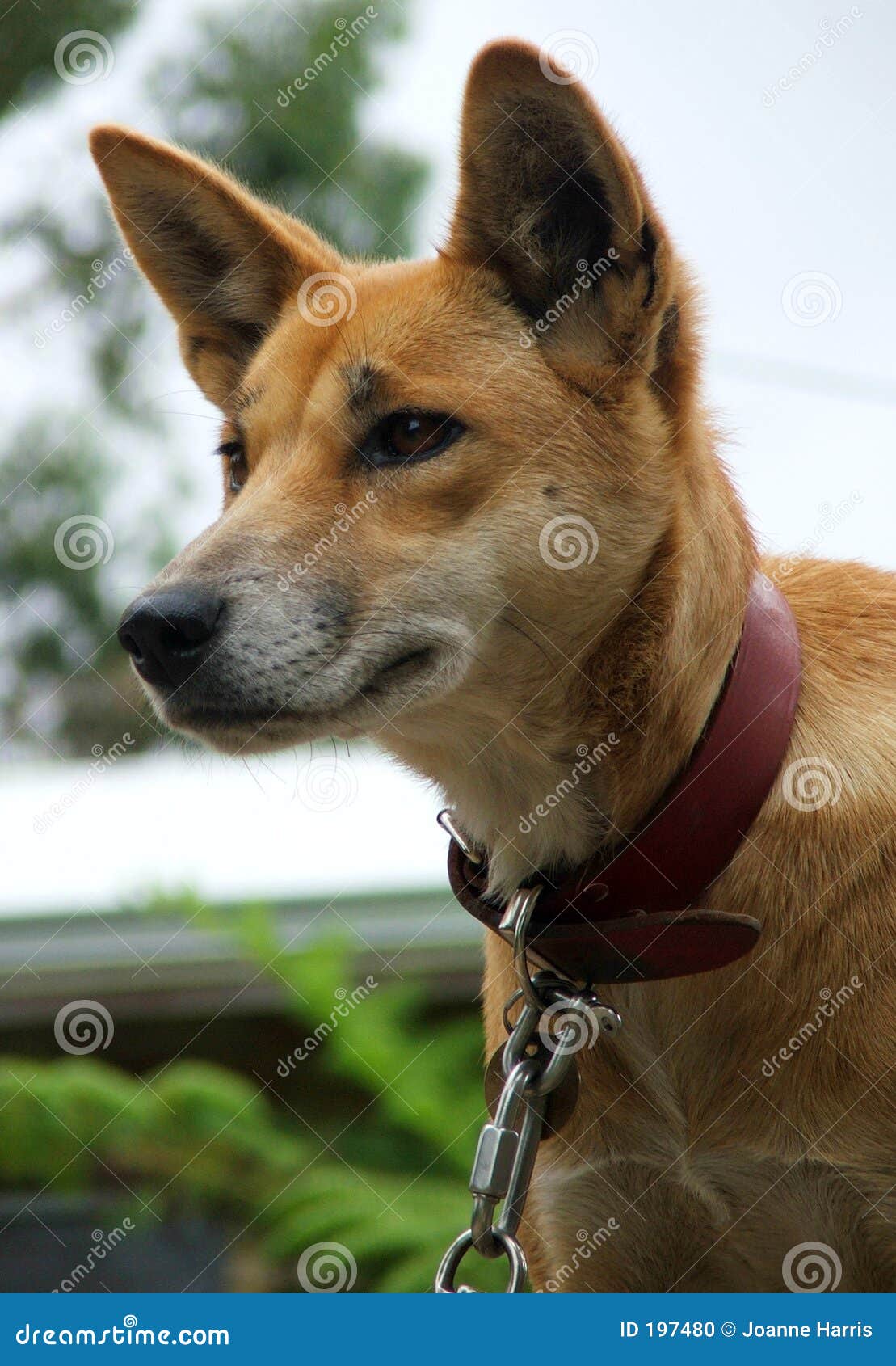 Animale - Dingo Australiano Fotografia Stock - Immagine di naturalness ...