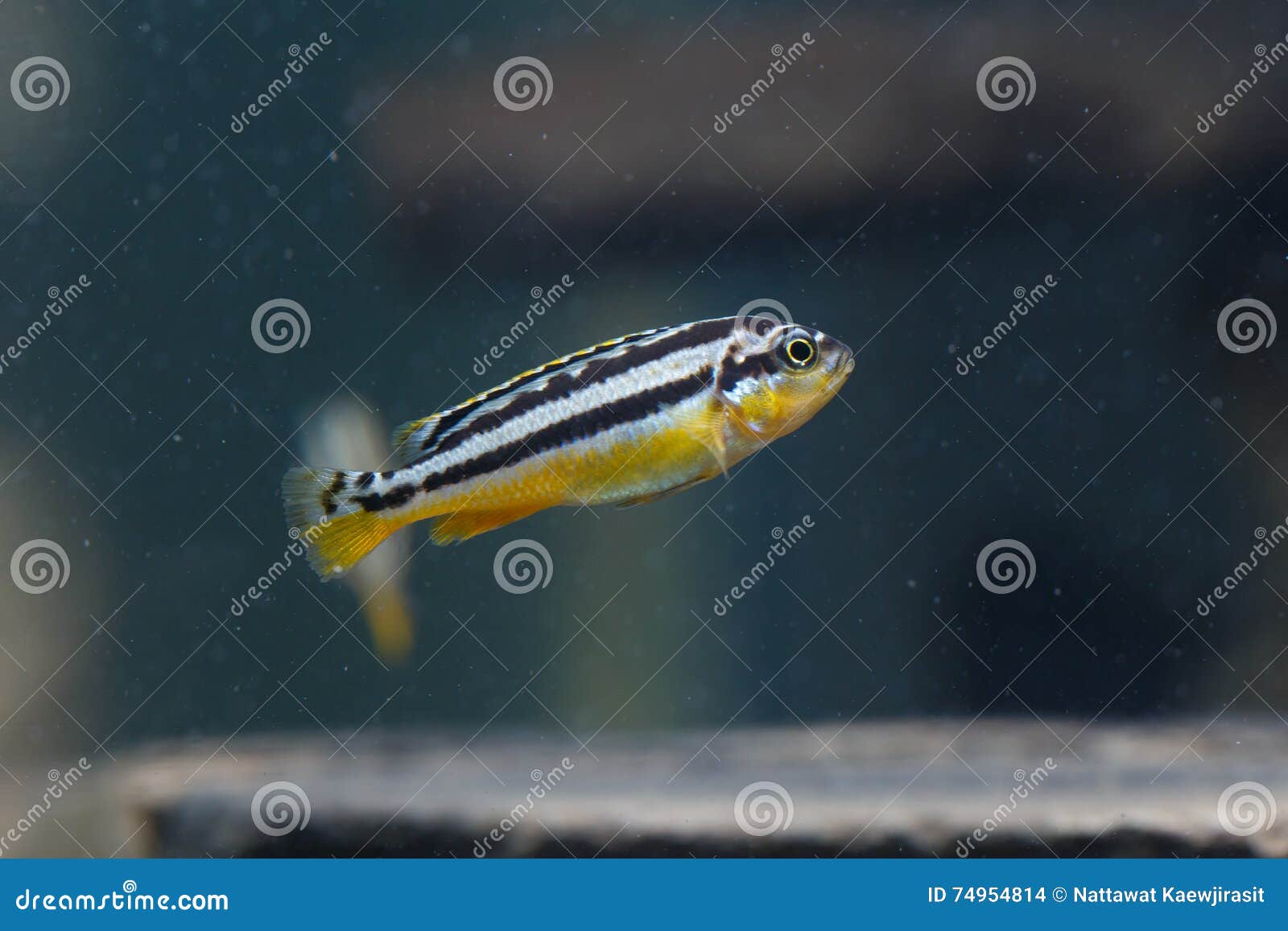 Animale Domestico Del Pesce Zebra Fotografia Stock - Immagine di pesci ...