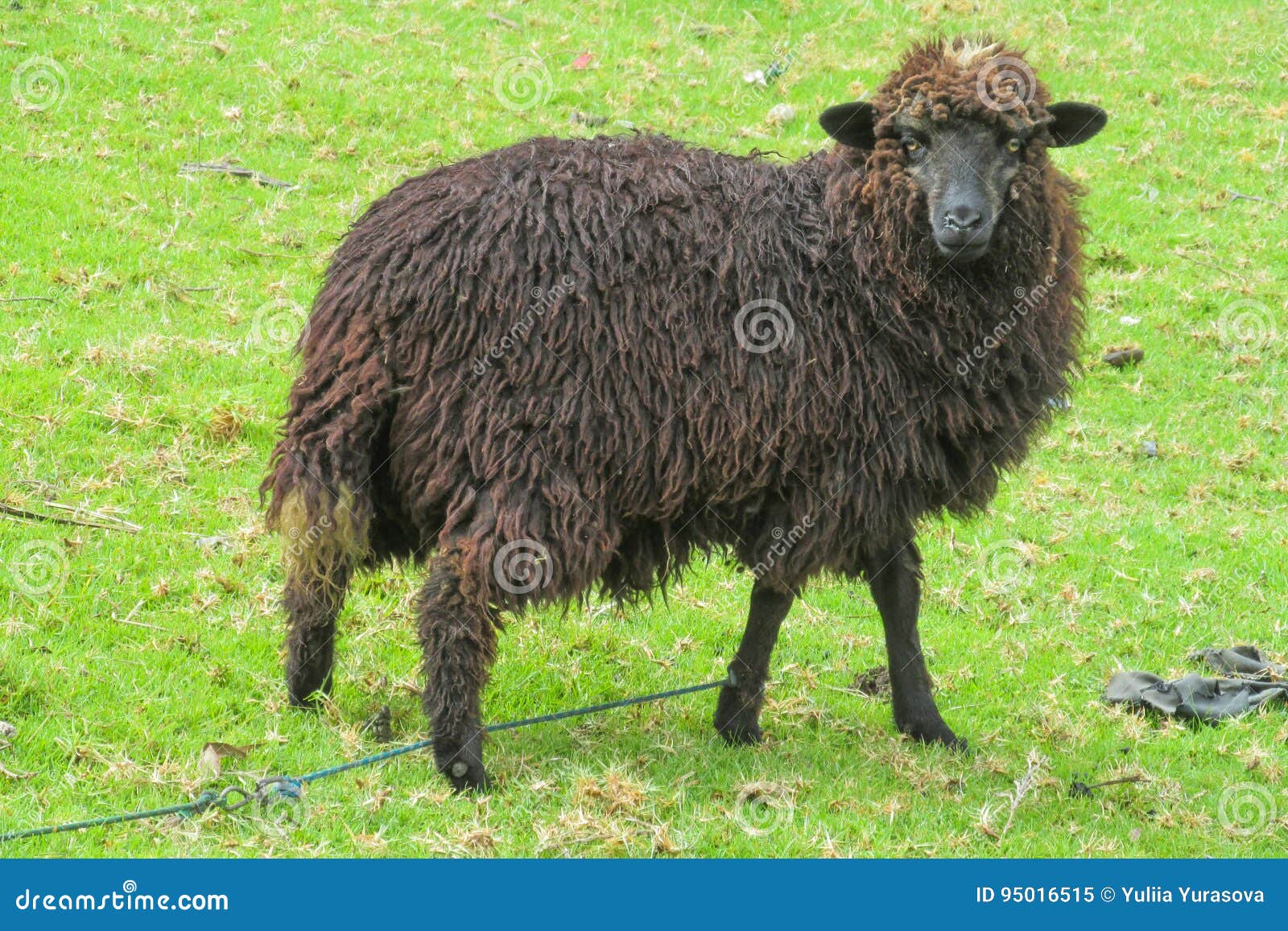 Animale Domestico Delle Pecore Nere Immagine Stock - Immagine di paese ...