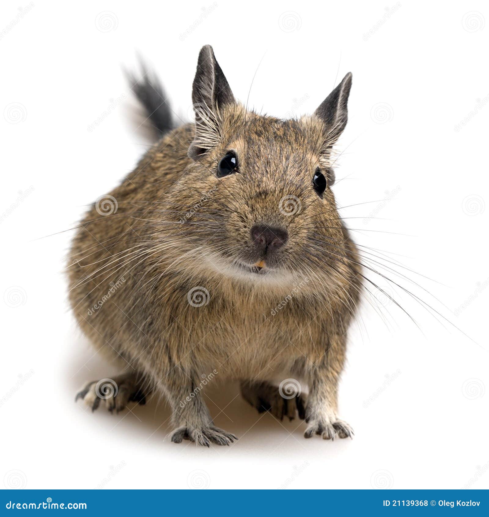 Animale domestico di Degu fotografia stock. Immagine di divertente ...