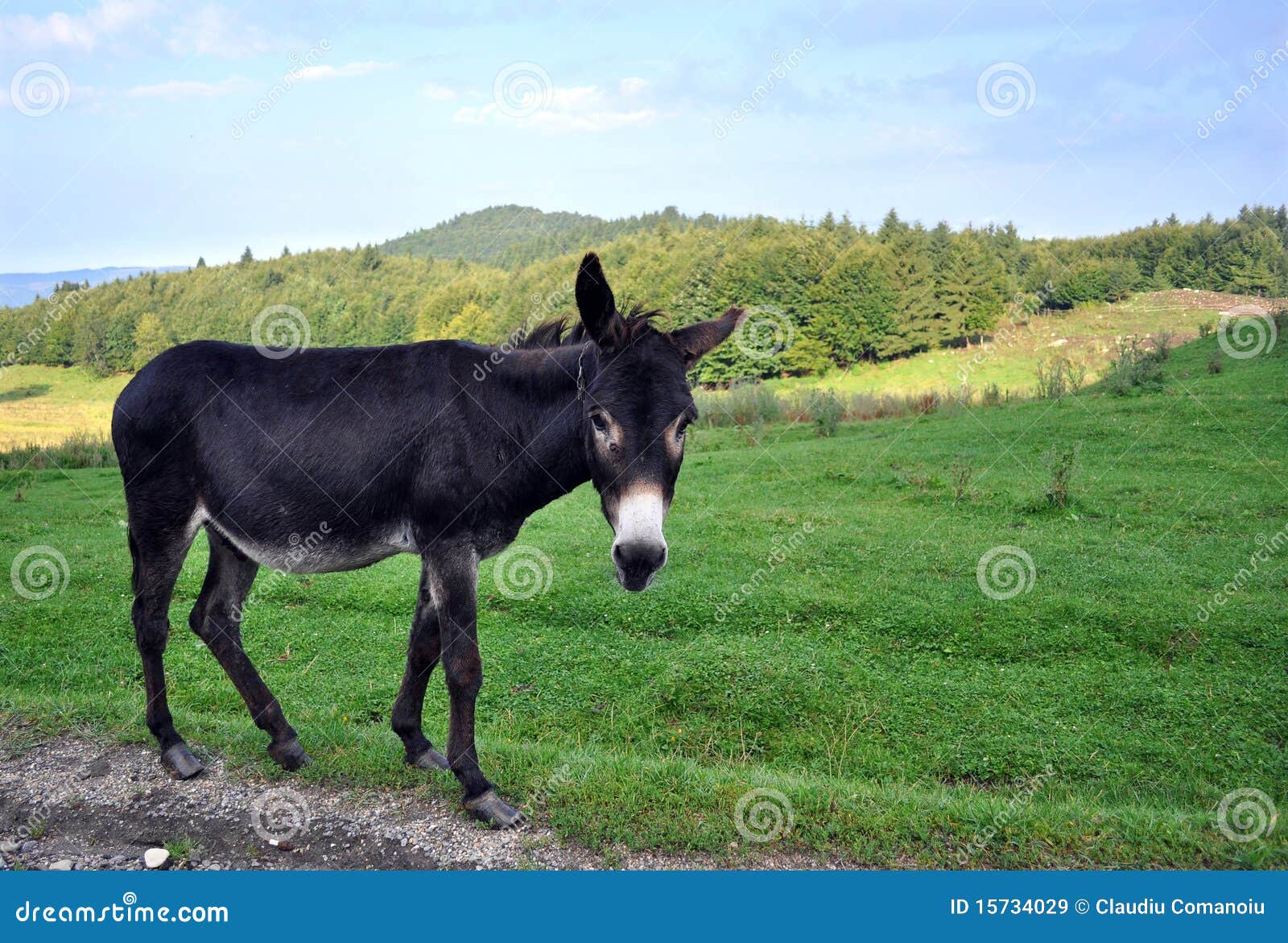 Animale Domestico Nazionale - Asino Immagine Stock - Immagine di asino ...