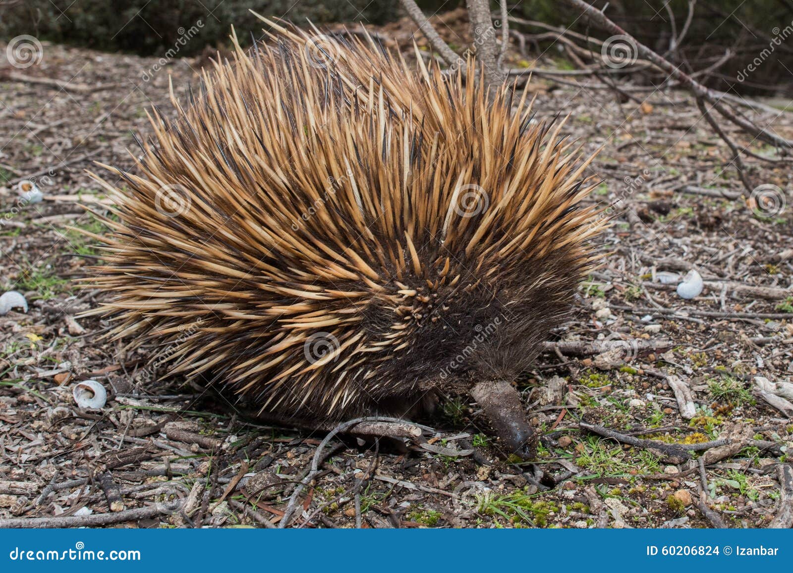 Animale Endemico Australiano Dell'echidna Fotografia Stock - Immagine ...