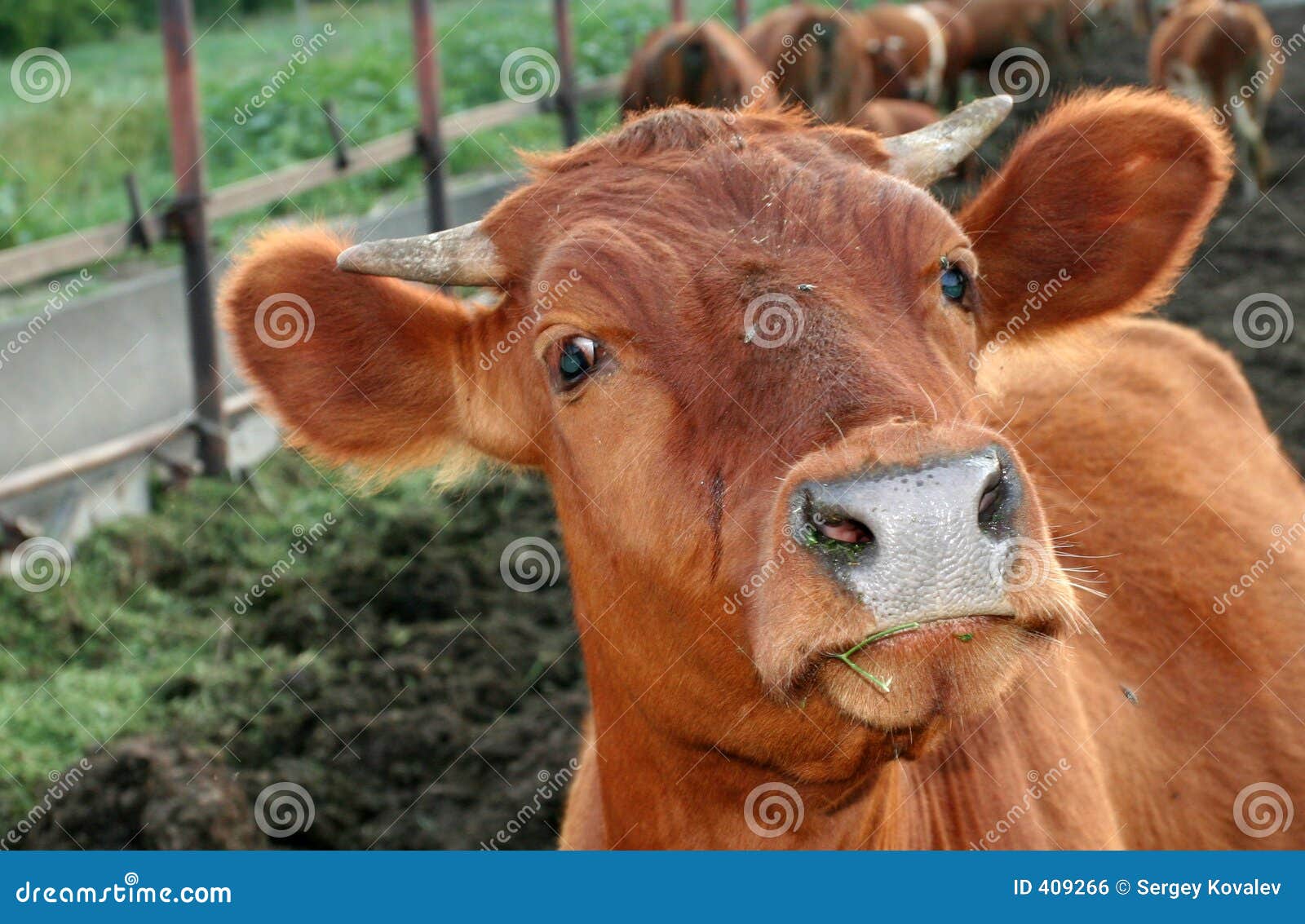 Animale la mucca fotografia stock. Immagine di modifiche - 409266