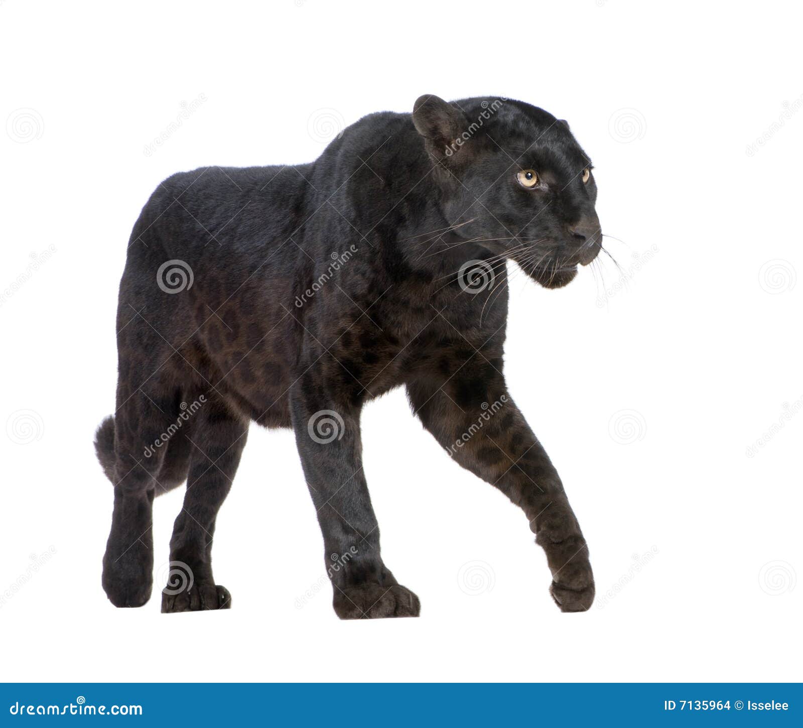Animale, leopardo nero, fotografia stock. Immagine di animale - 7135964