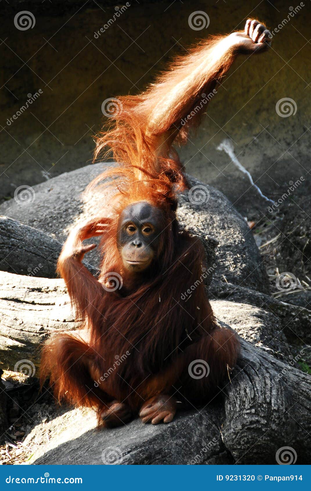 Animale - Orangutan (pygmaeus Del Pongo) Fotografia Stock - Immagine di ...