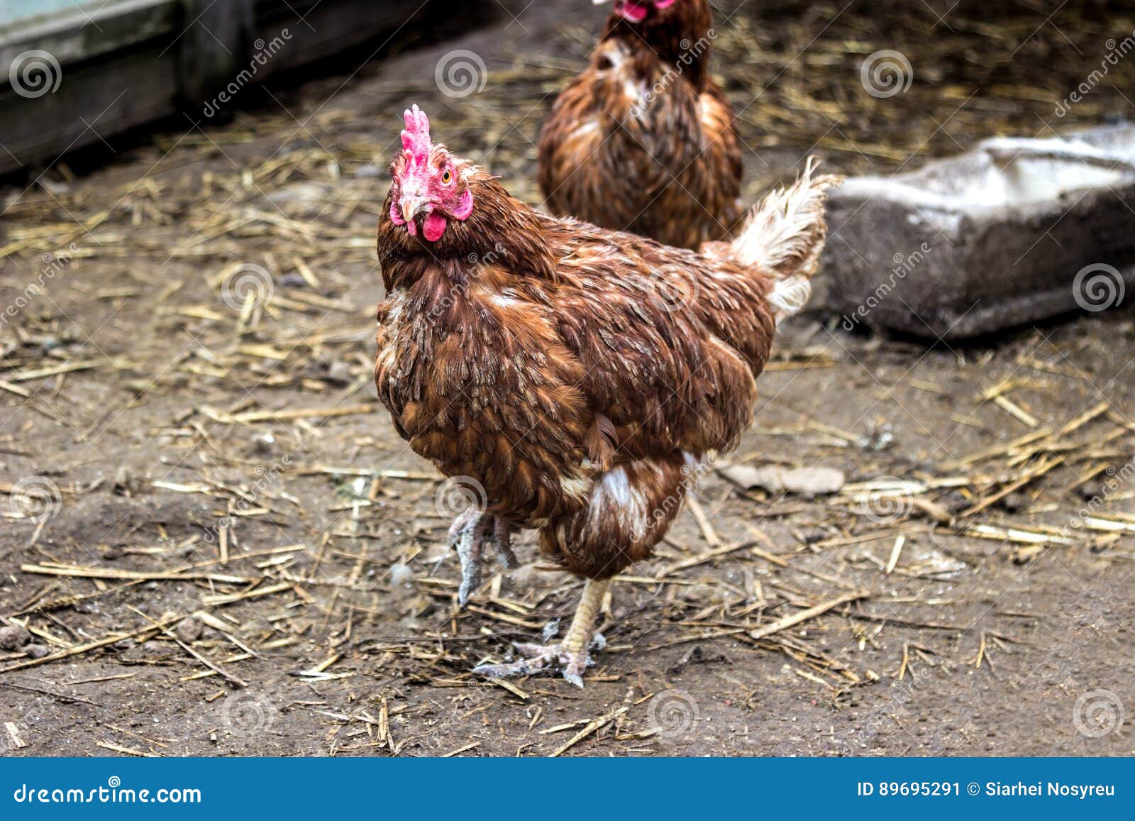 Animale Rosso Brutto Del Pollo Immagine Stock - Immagine di schietto ...
