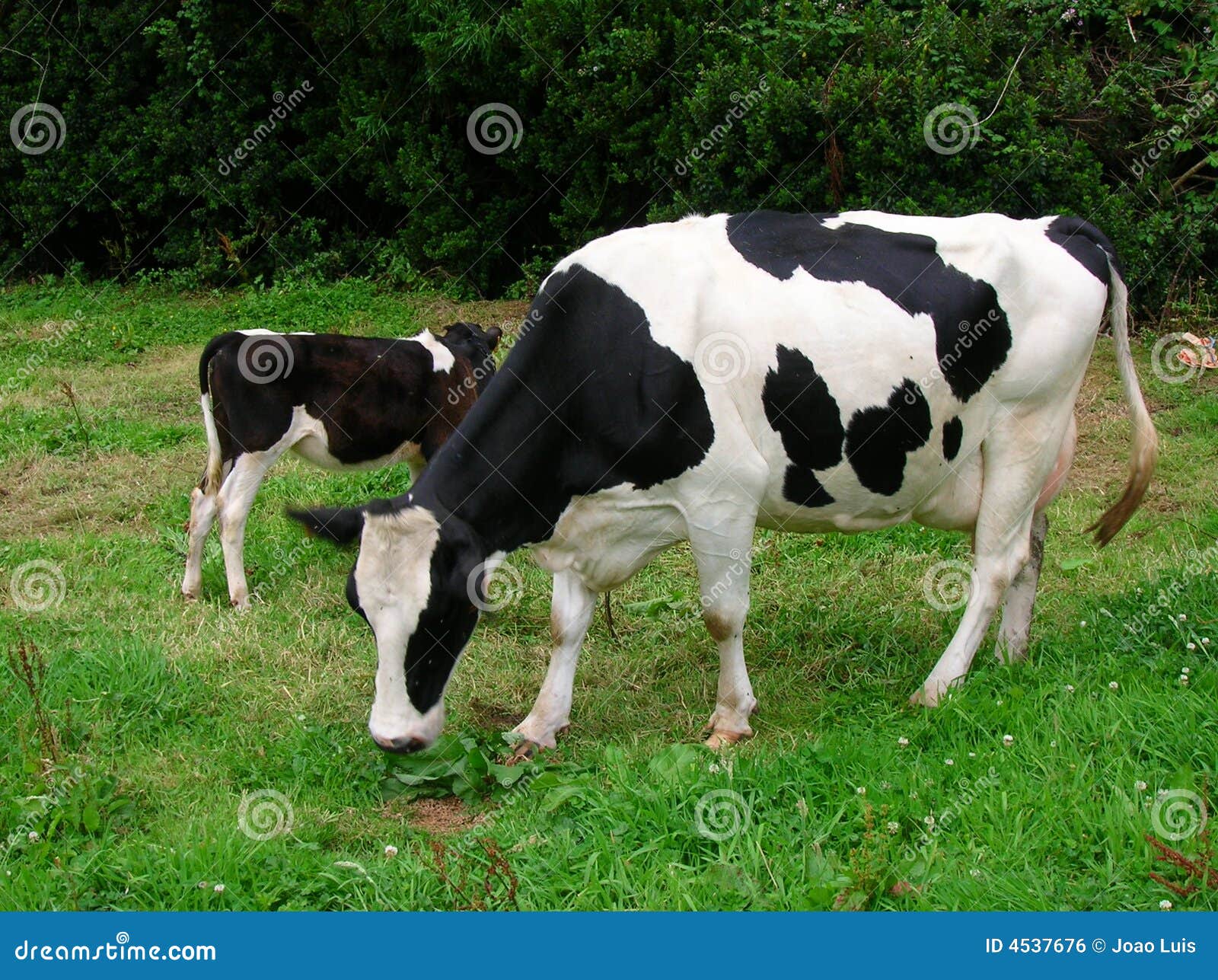 Animales 027 foto de archivo. Imagen de leche, cubo, hierba - 4537676