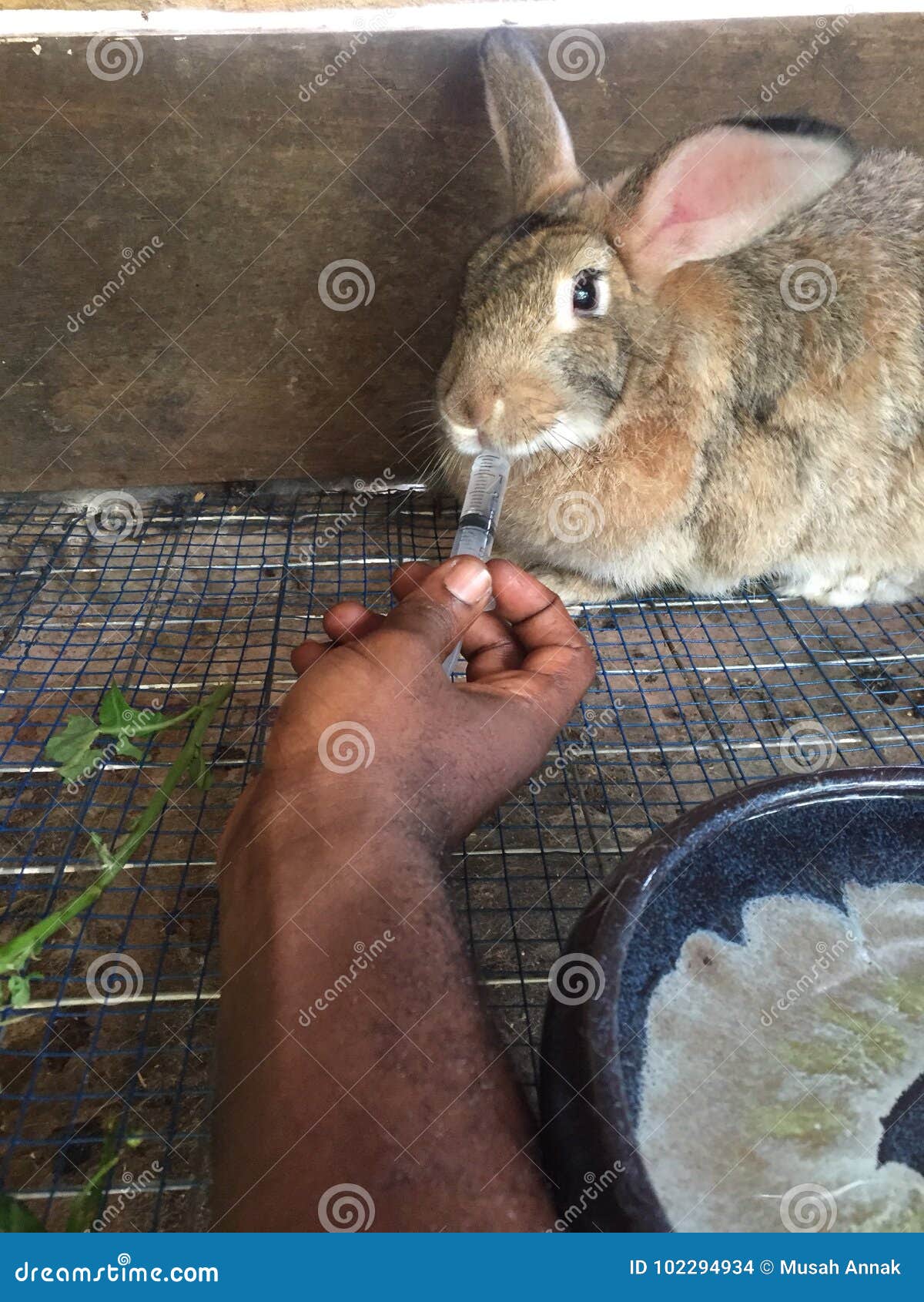 Animales foto de archivo. Imagen de conejo, mano, enfermo - 102294934