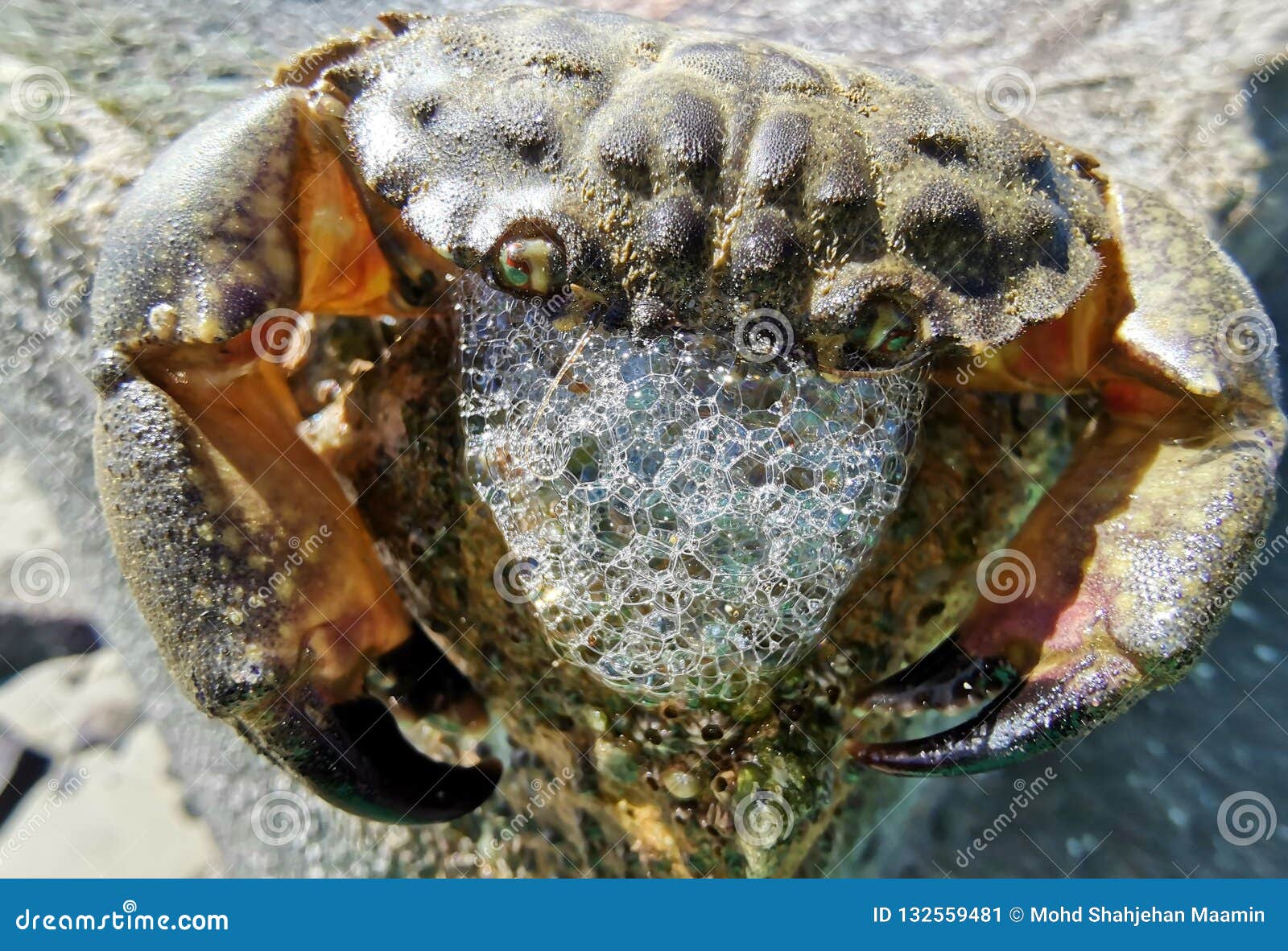 Animales imagen de archivo. Imagen de roca, piedra, cangrejo - 132559481