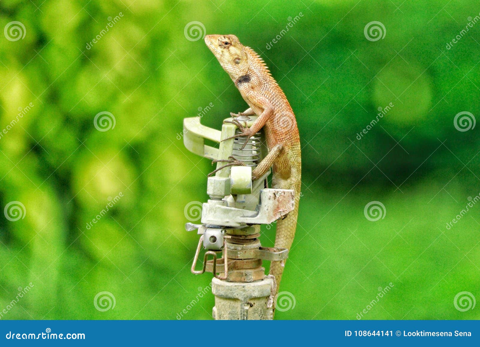 Animales asombrosos imagen de archivo. Imagen de verde - 108644141