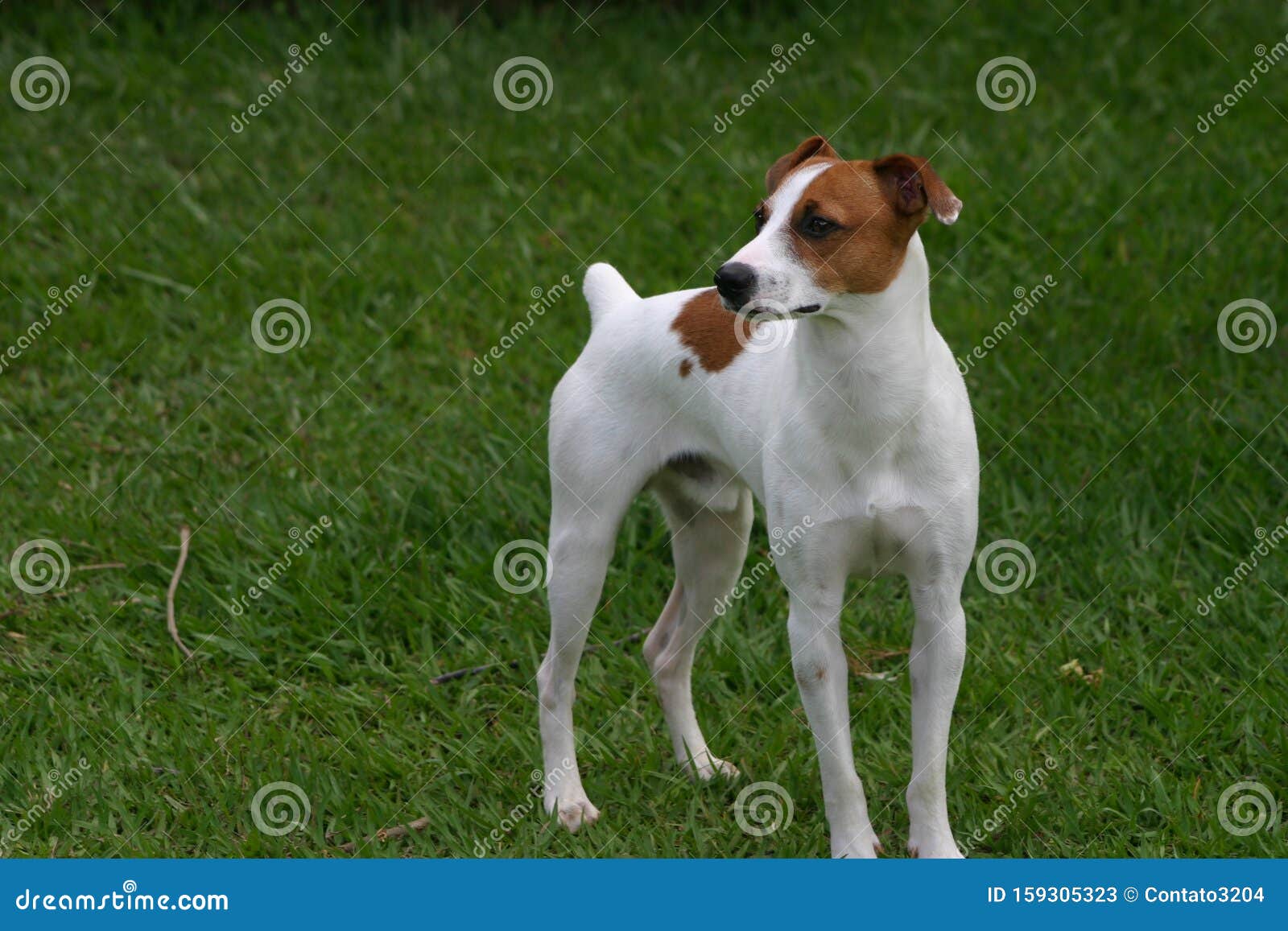 Animales Brasil - Fox Paulistinha Imagen de archivo - Imagen de perro ...